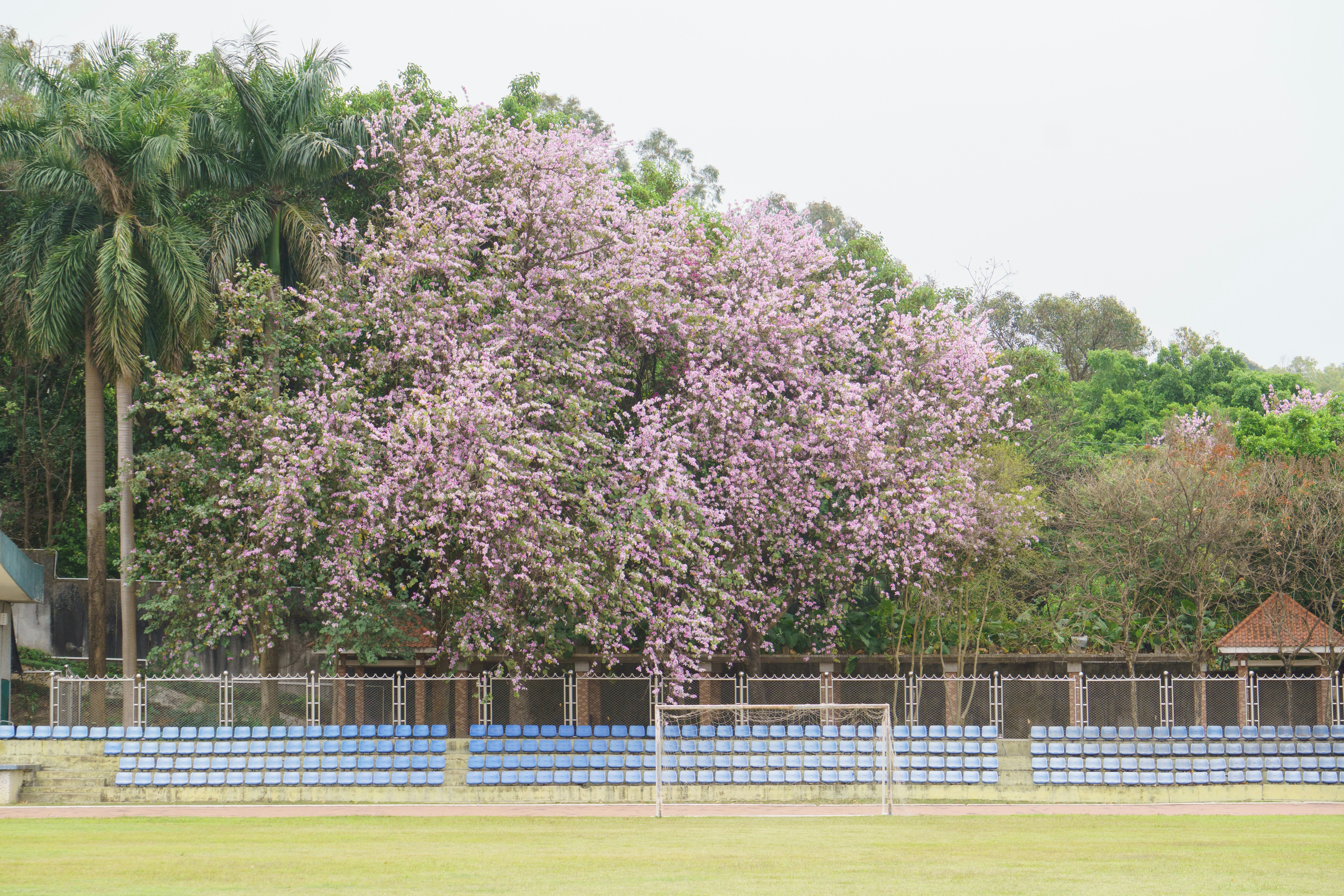 a large tree with purple flowers in front of a fence