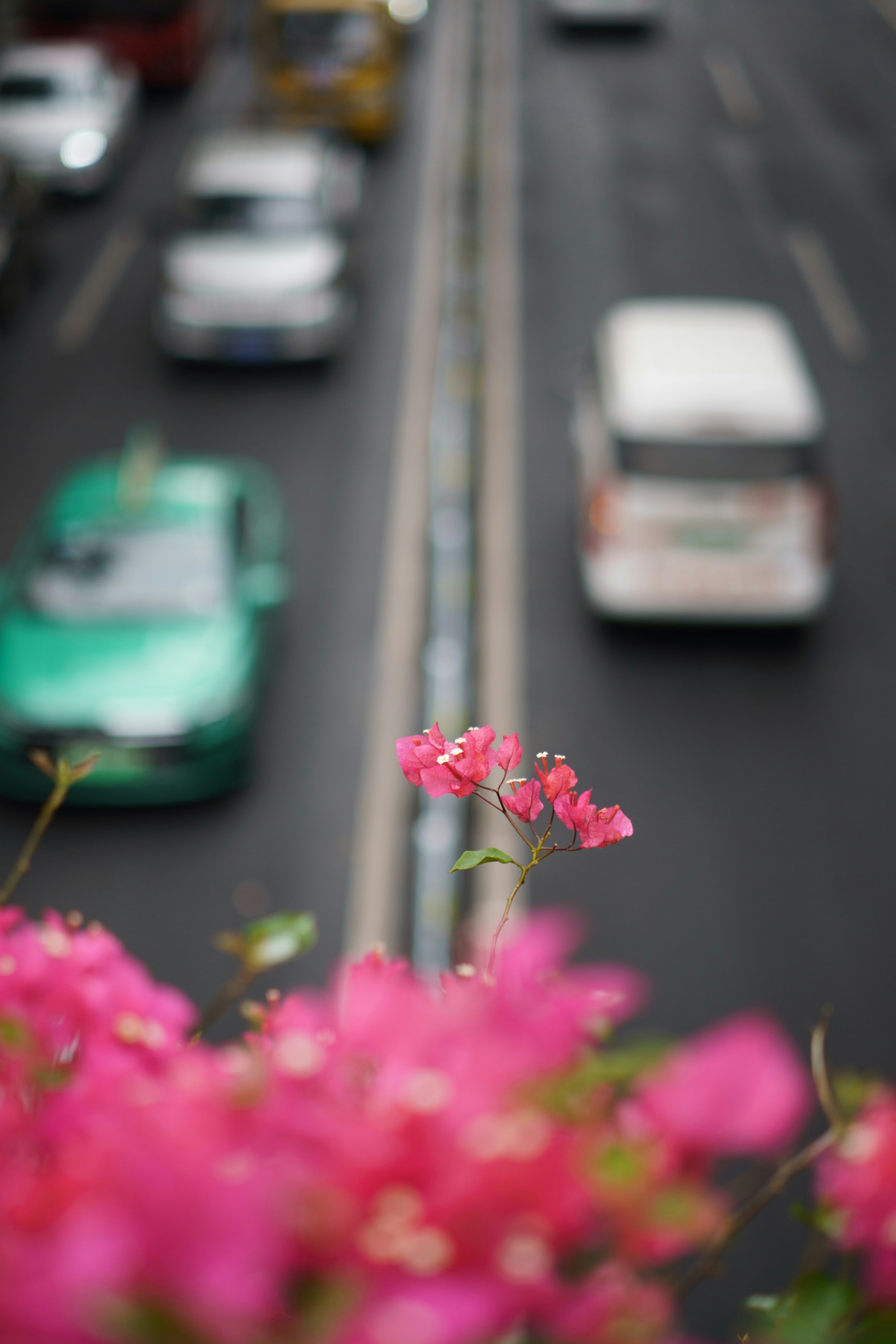A street filled with lots of traffic next to pink flowers photo – Free ...