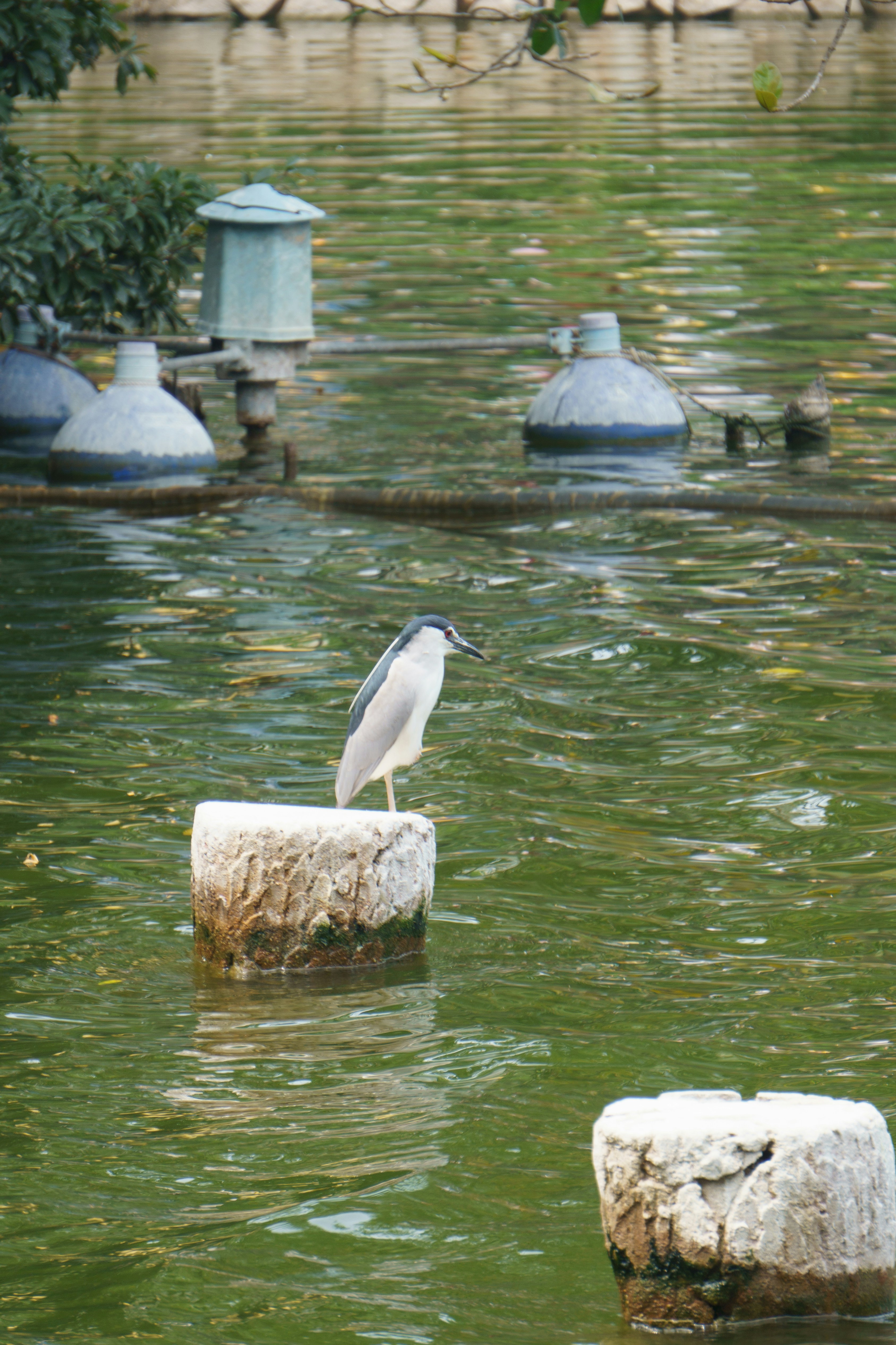 Solitary Heron on a Weathered Post Over a Quiet Pond