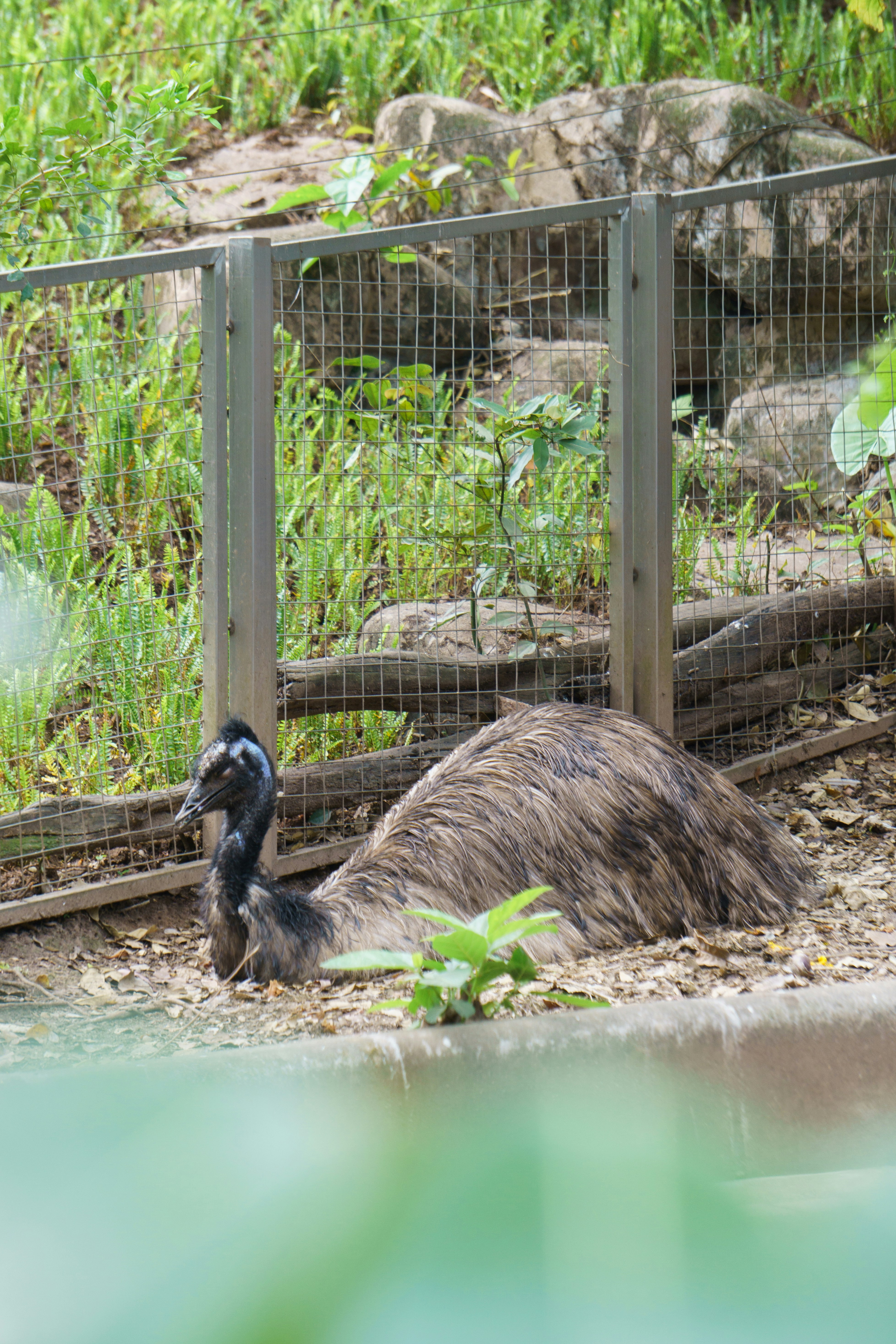 Emu at Rest Behind Fence: A Quiet Zoo Moment
