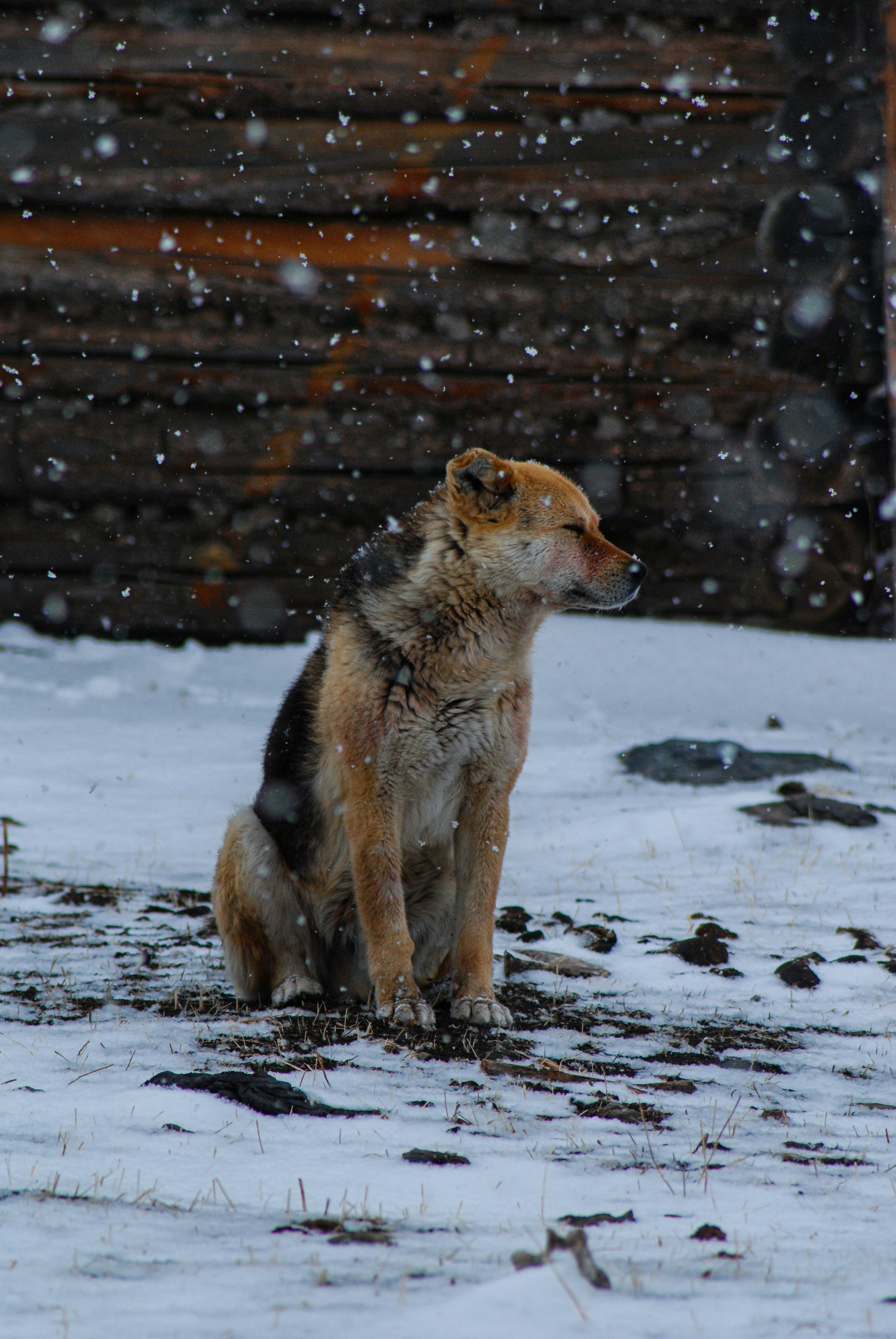 Winter Sentinel: A Seated Dog Pauses by the Log Cabin in Falling Snow