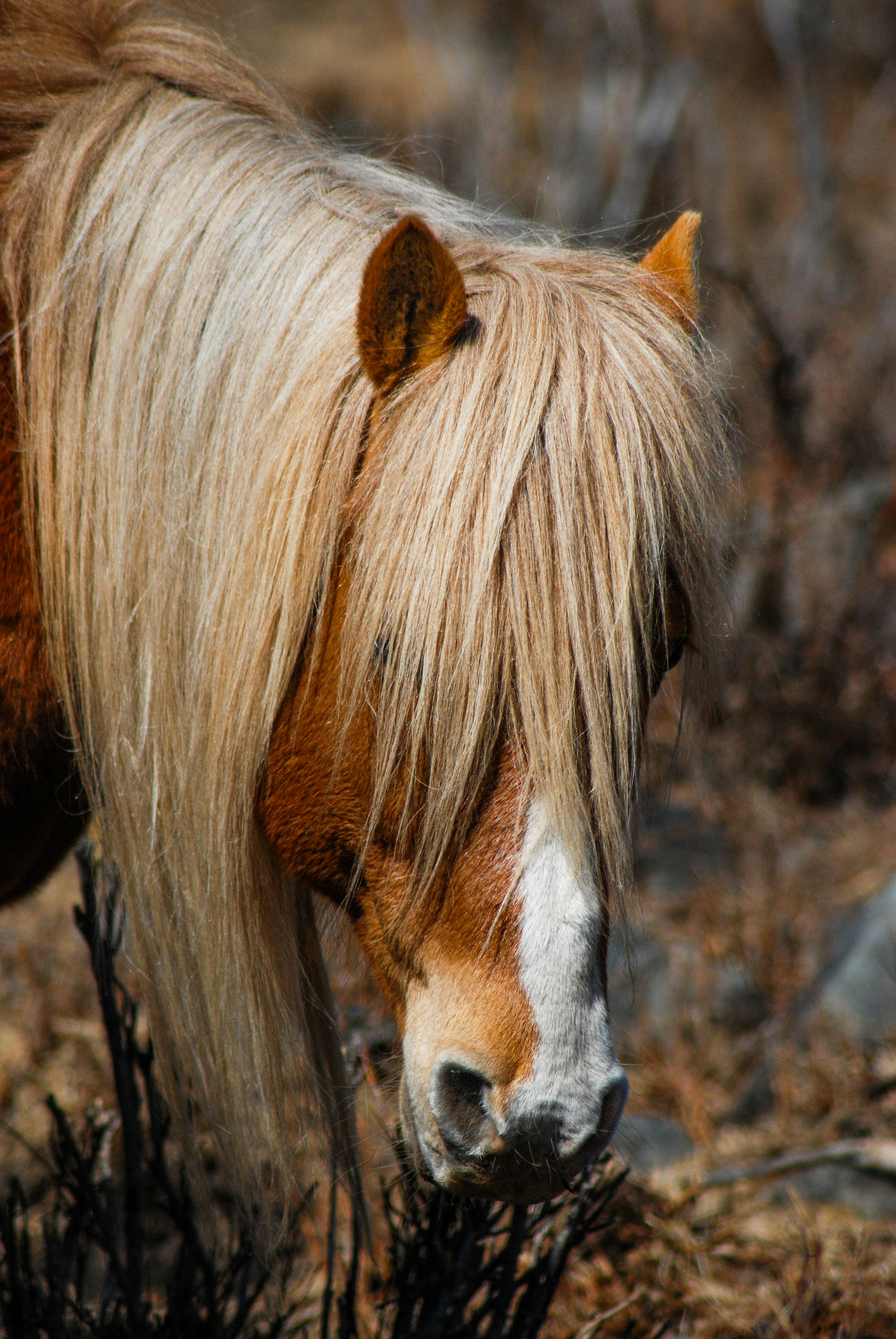 Close-up of a golden mane pony grazing among dry vegetation, showcasing its flowing hair and gentle demeanor.