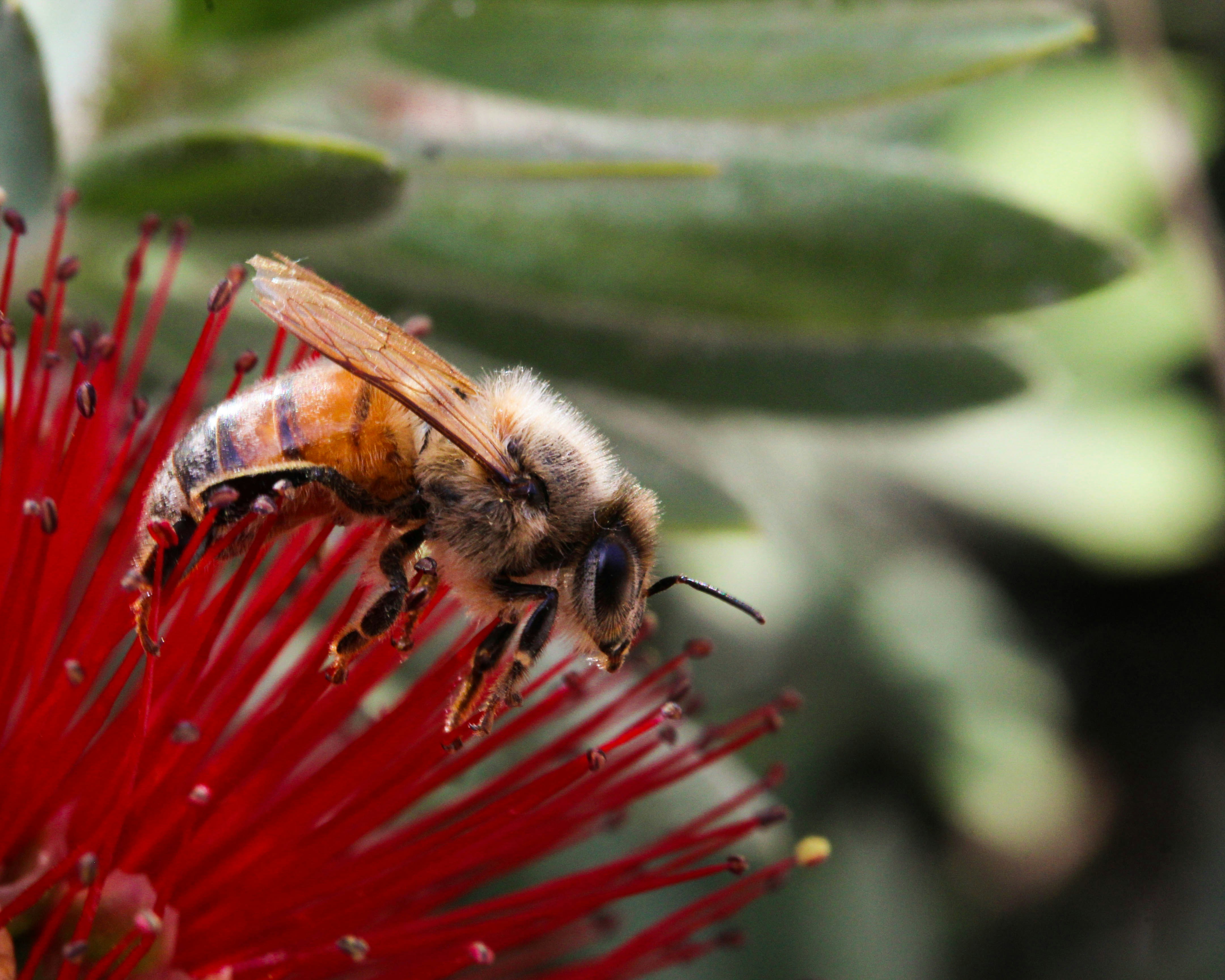 a close up of a bee on a flower