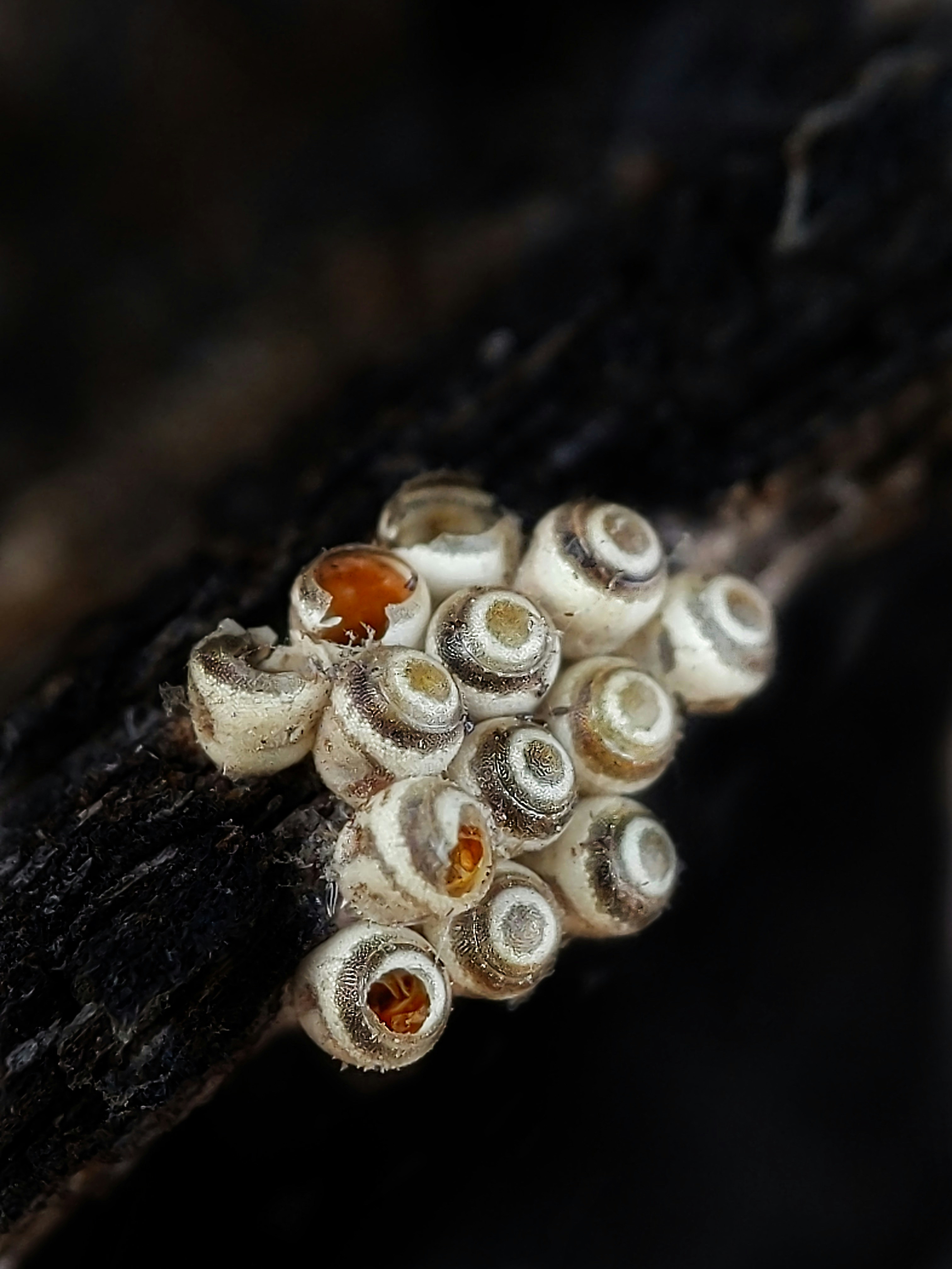 Cup-Shaped Lanterns on Charred Bark: A Tiny Macro Portrait