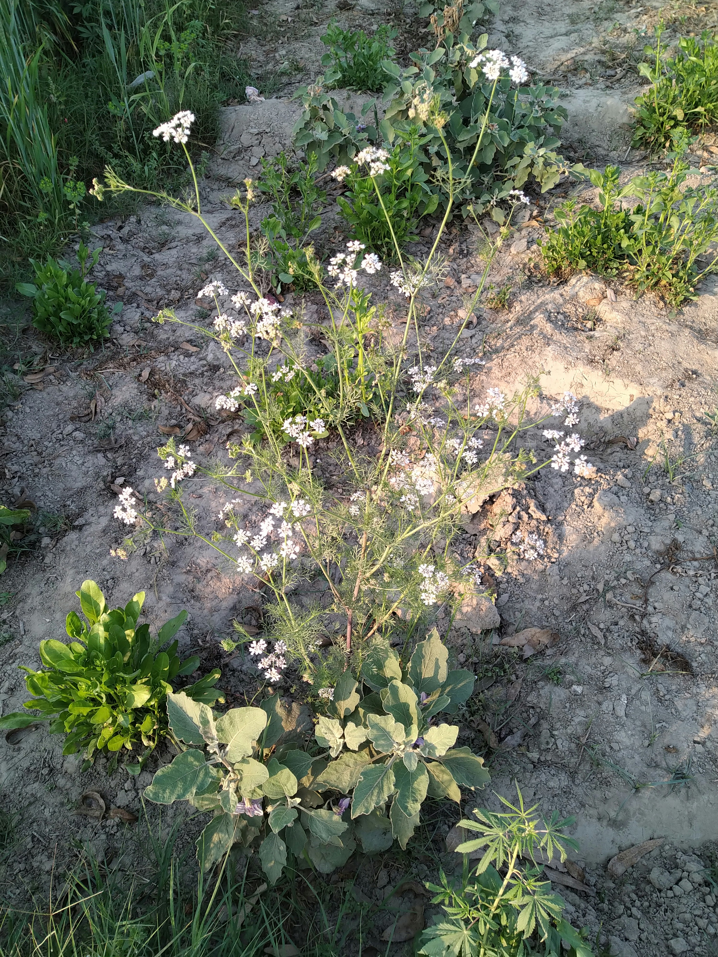 Foto Un parche de tierra con una planta que crece fuera de ella ...