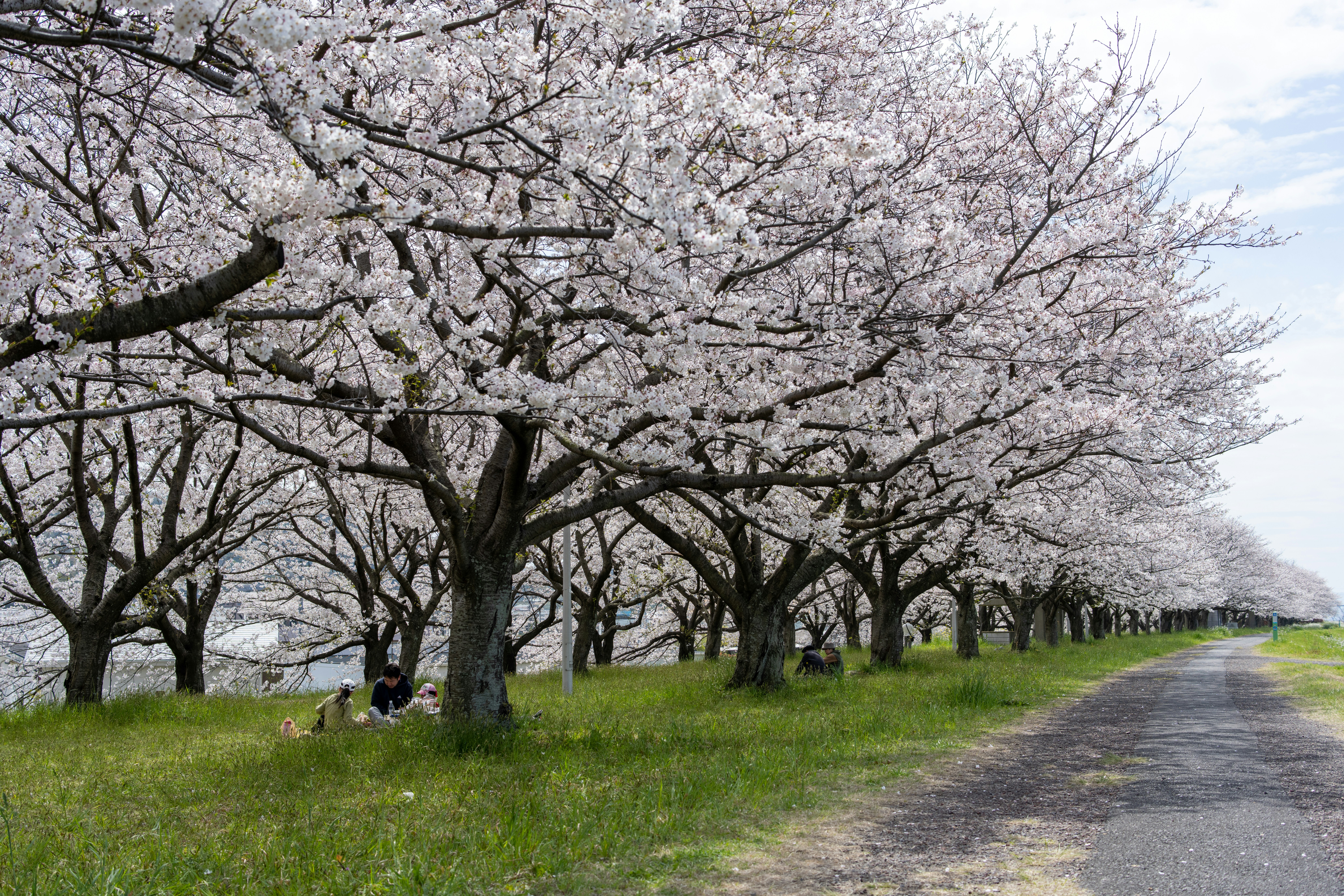 A road lined with trees with white flowers photo – Free Flower Image on ...