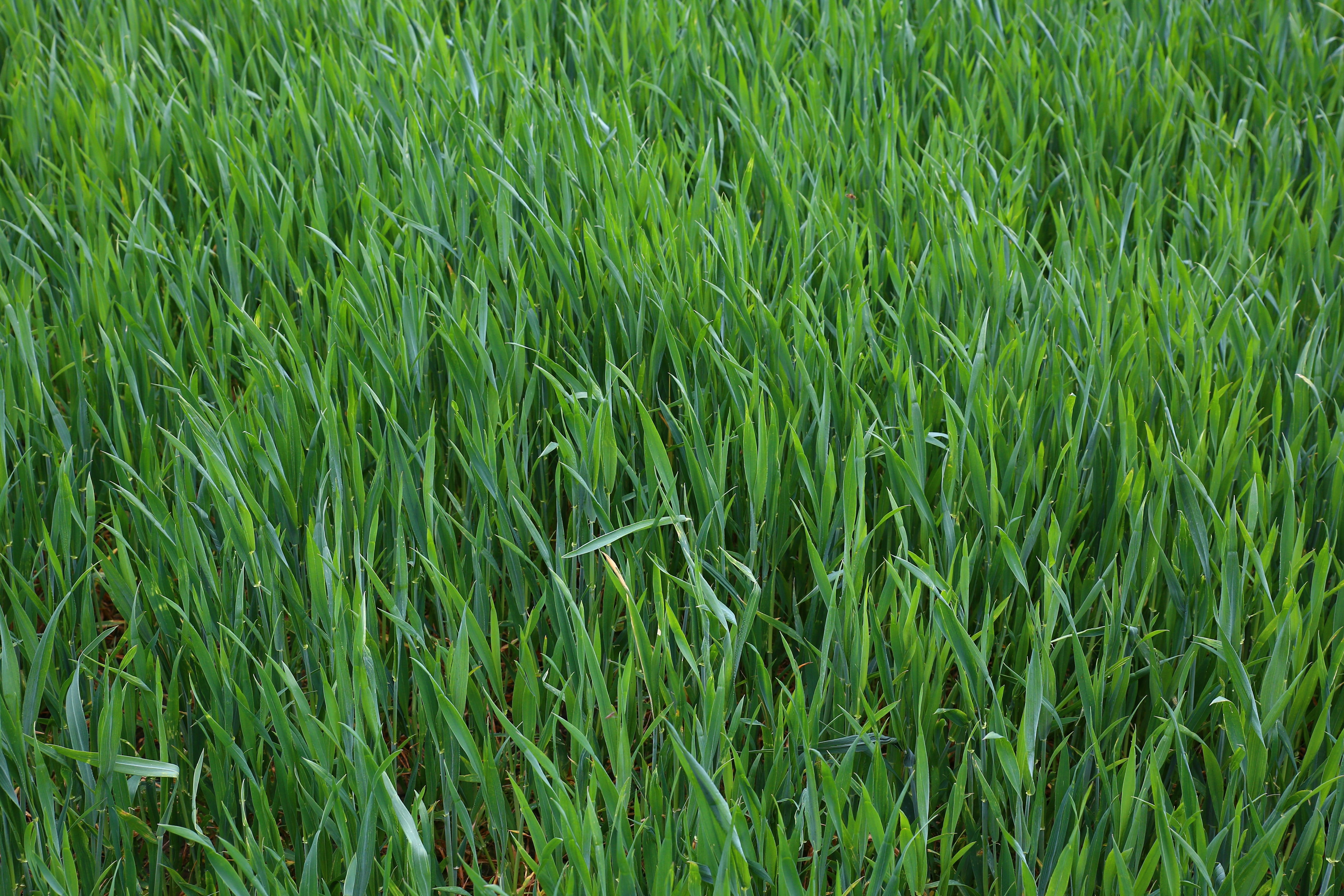 45,628+ Turf Pictures | Download Free Images on Unsplash