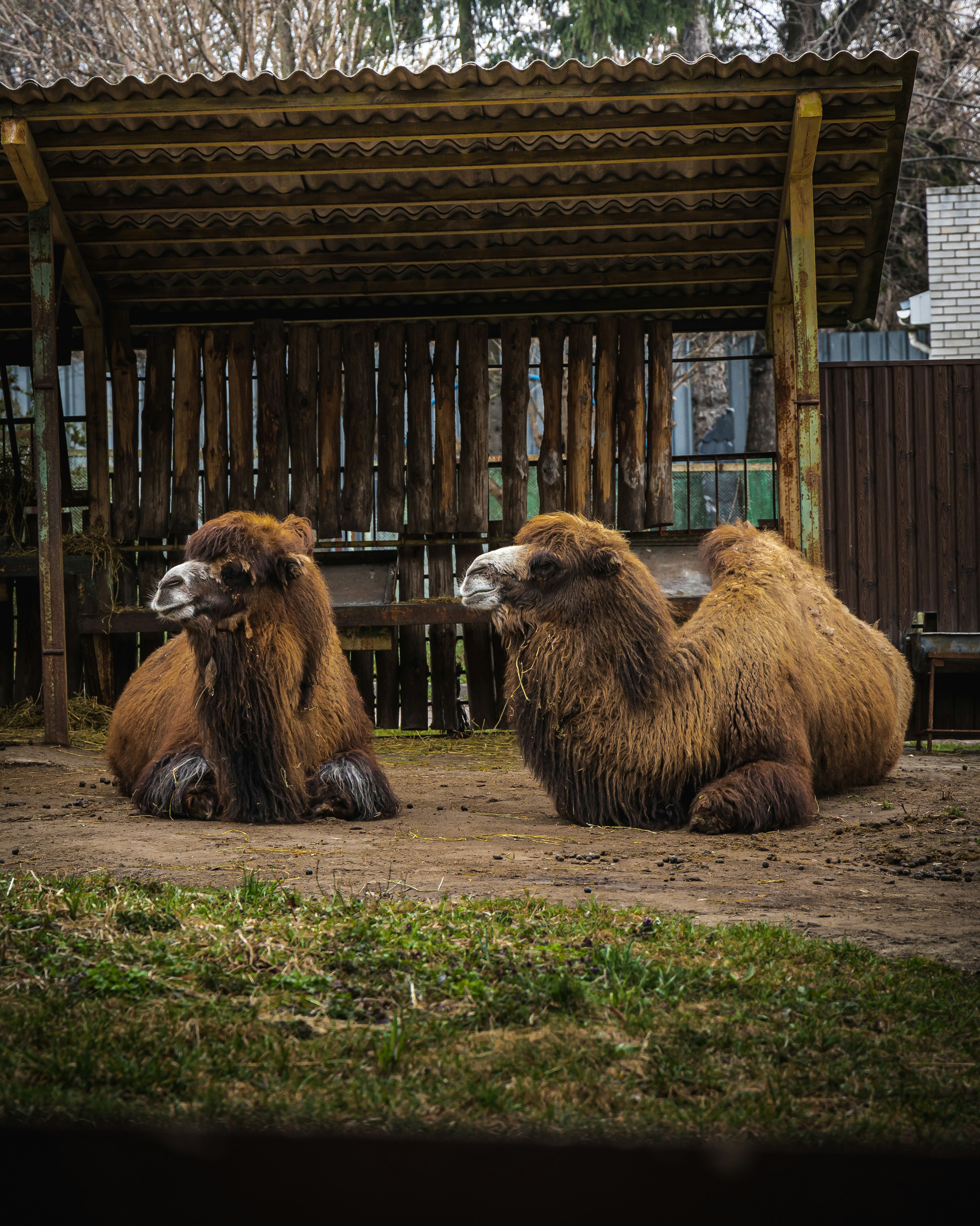 Under a Weathered Shelter: Twin Shaggy Camels at Rest