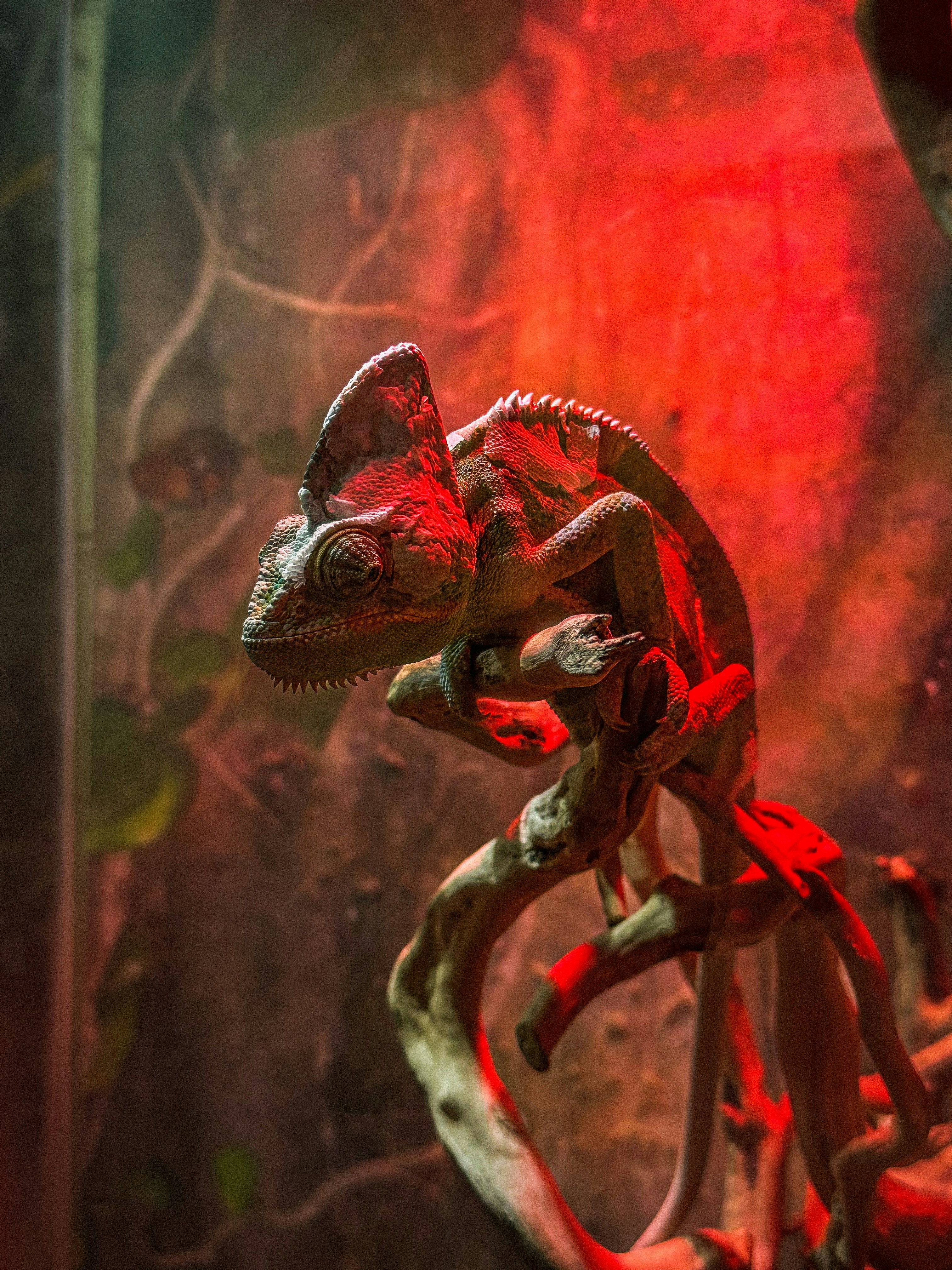 Crimson Gaze: Chameleon in a Red-lit Glass Terrarium
