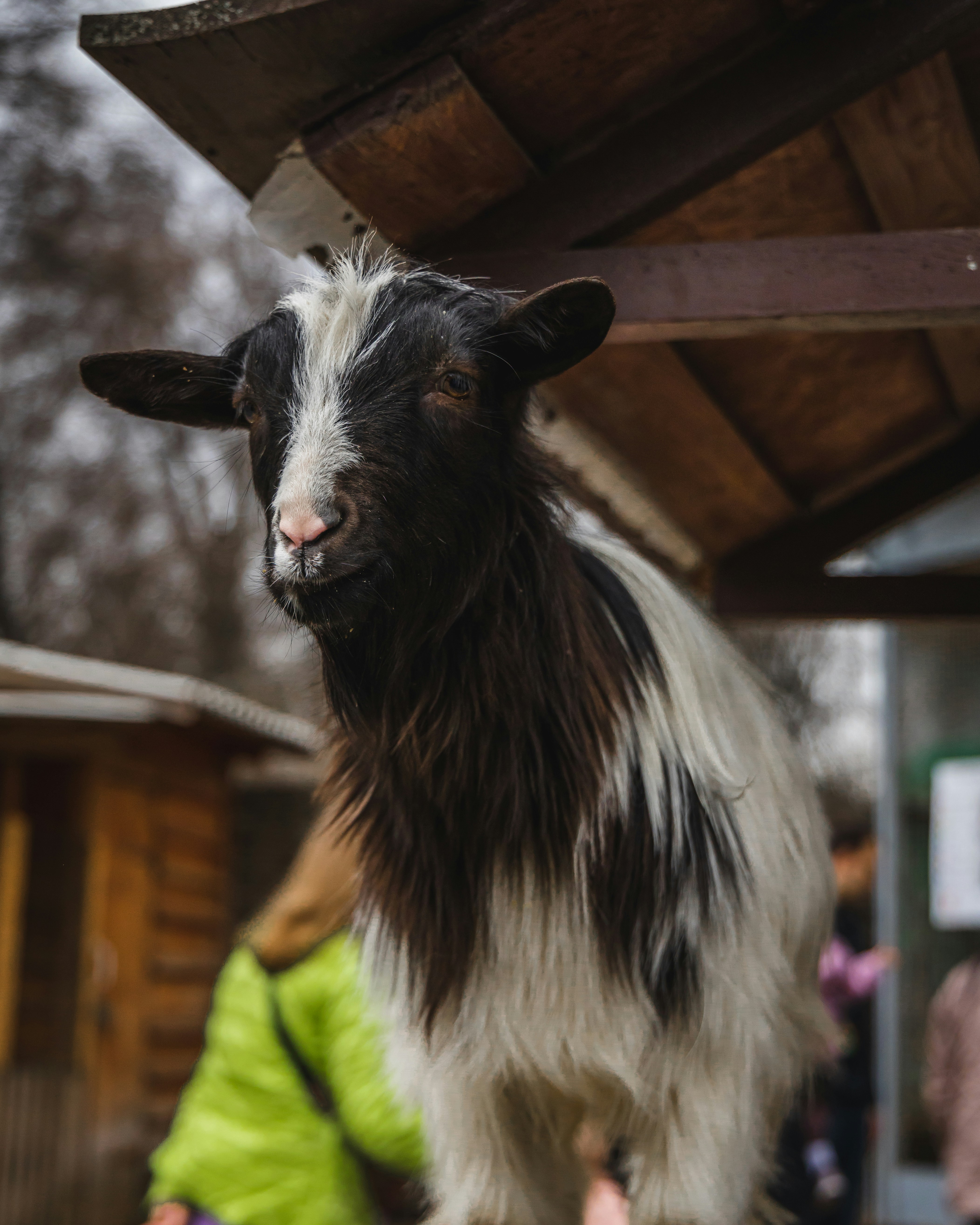 Une chèvre noire et blanche debout sous un toit photo – Photo Animal ...