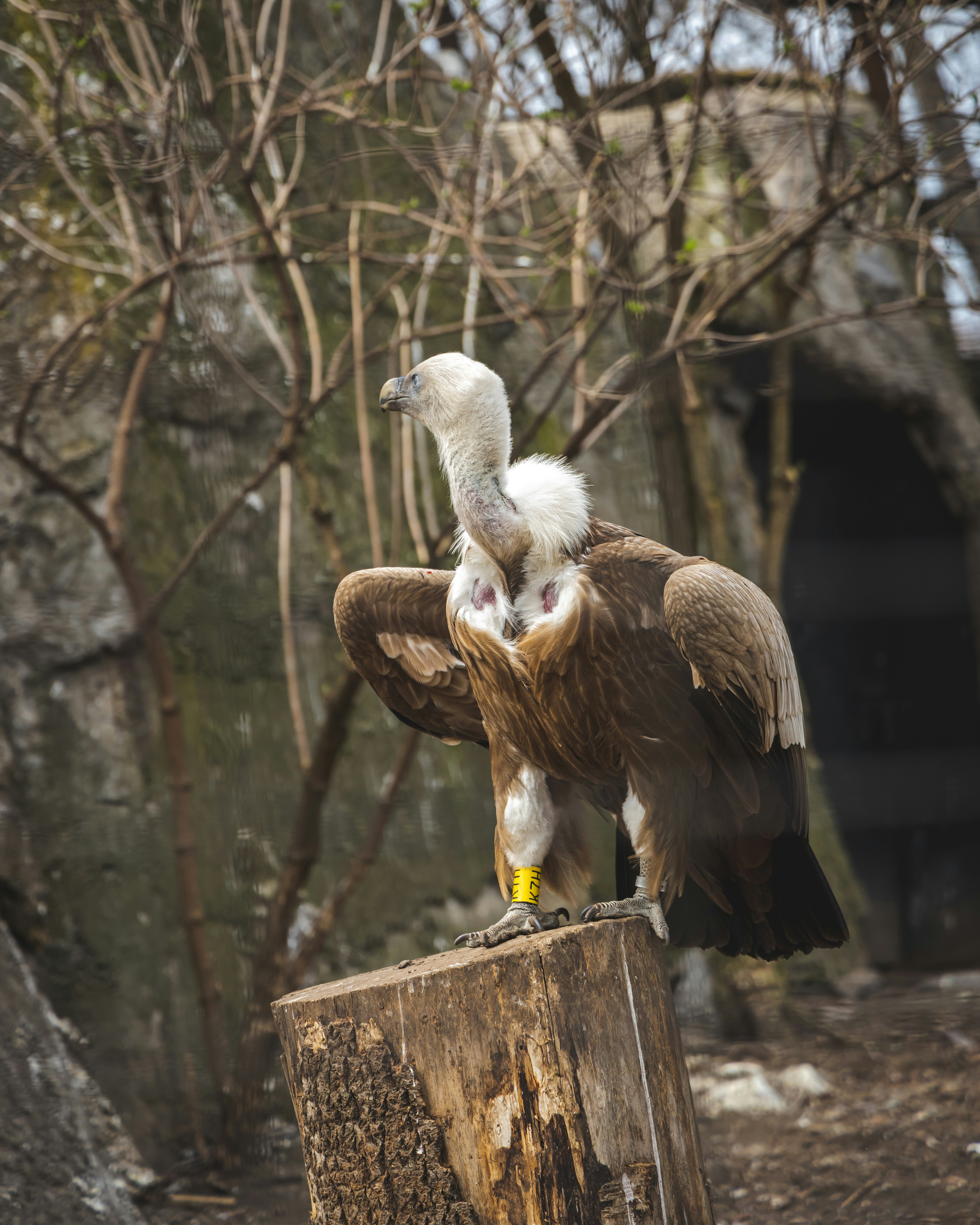 Perched Majesty: White-headed Vulture on a Weathered Stump