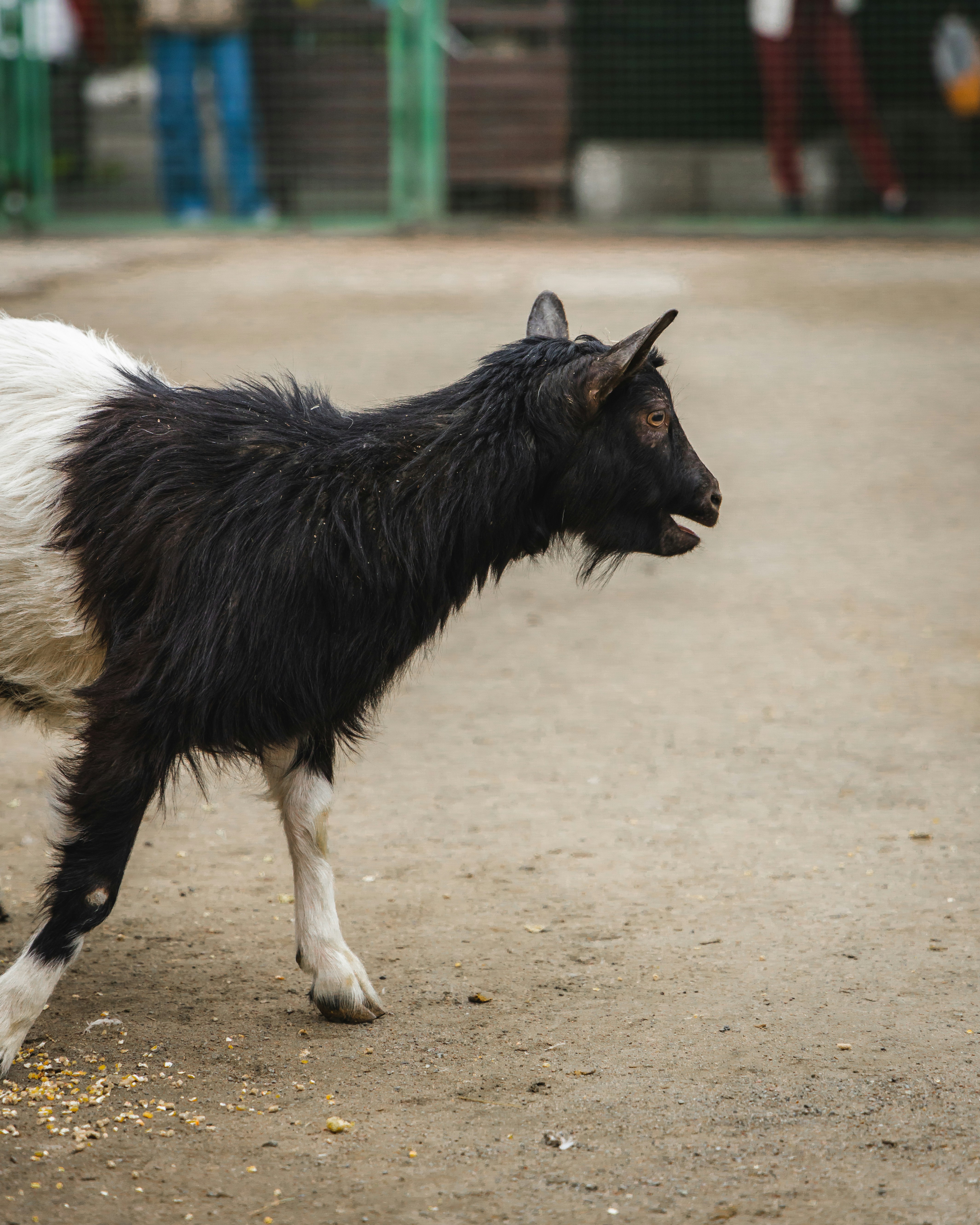 Mid-Stride in the Dust: Wet black-and-white goat crosses a sunlit yard