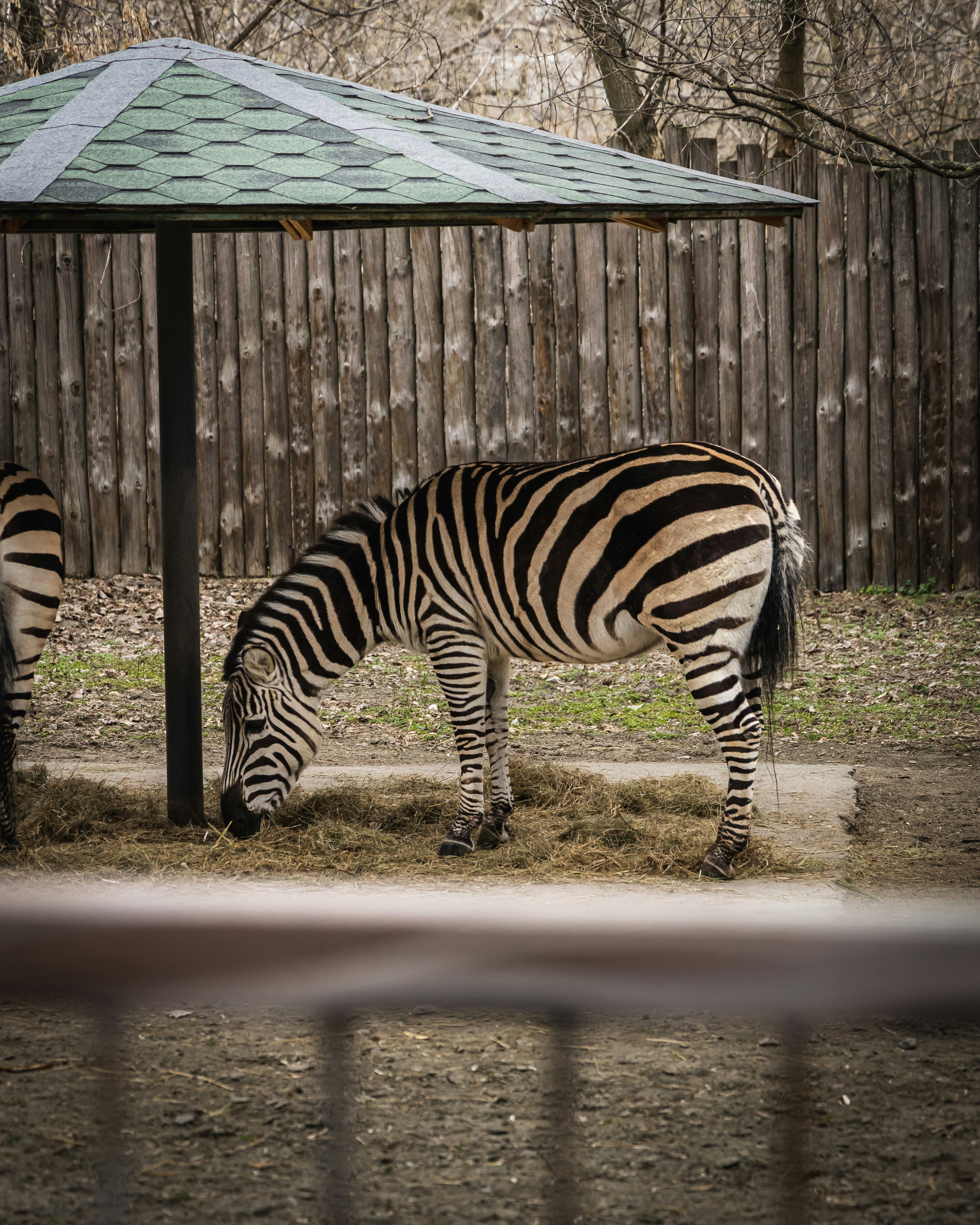 Stripes in Shade: Zebra Grazing at the Zoo Shelter