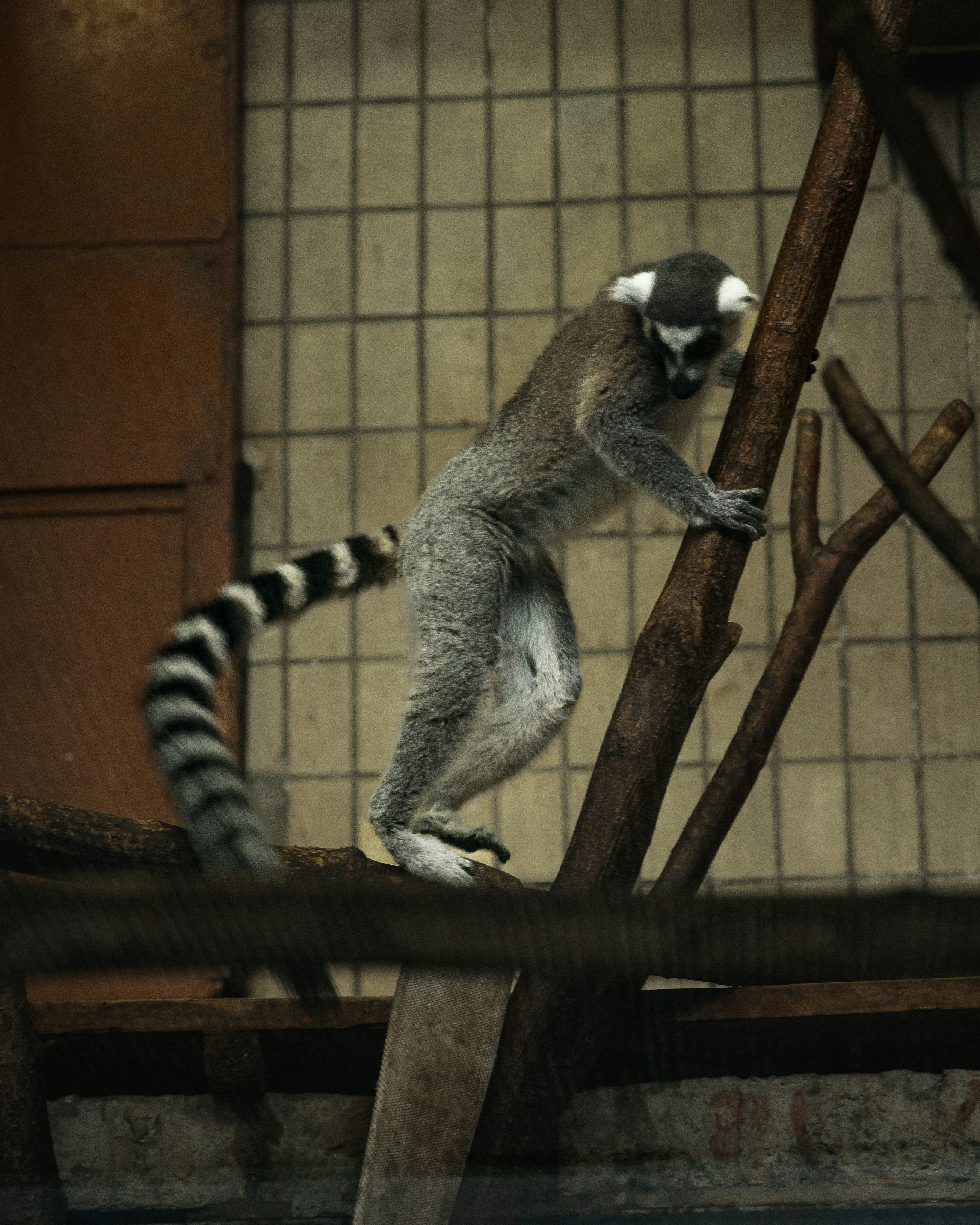 Lemur Climb on a Rusted Scaffold: Quiet Motion in a Dim Enclosure