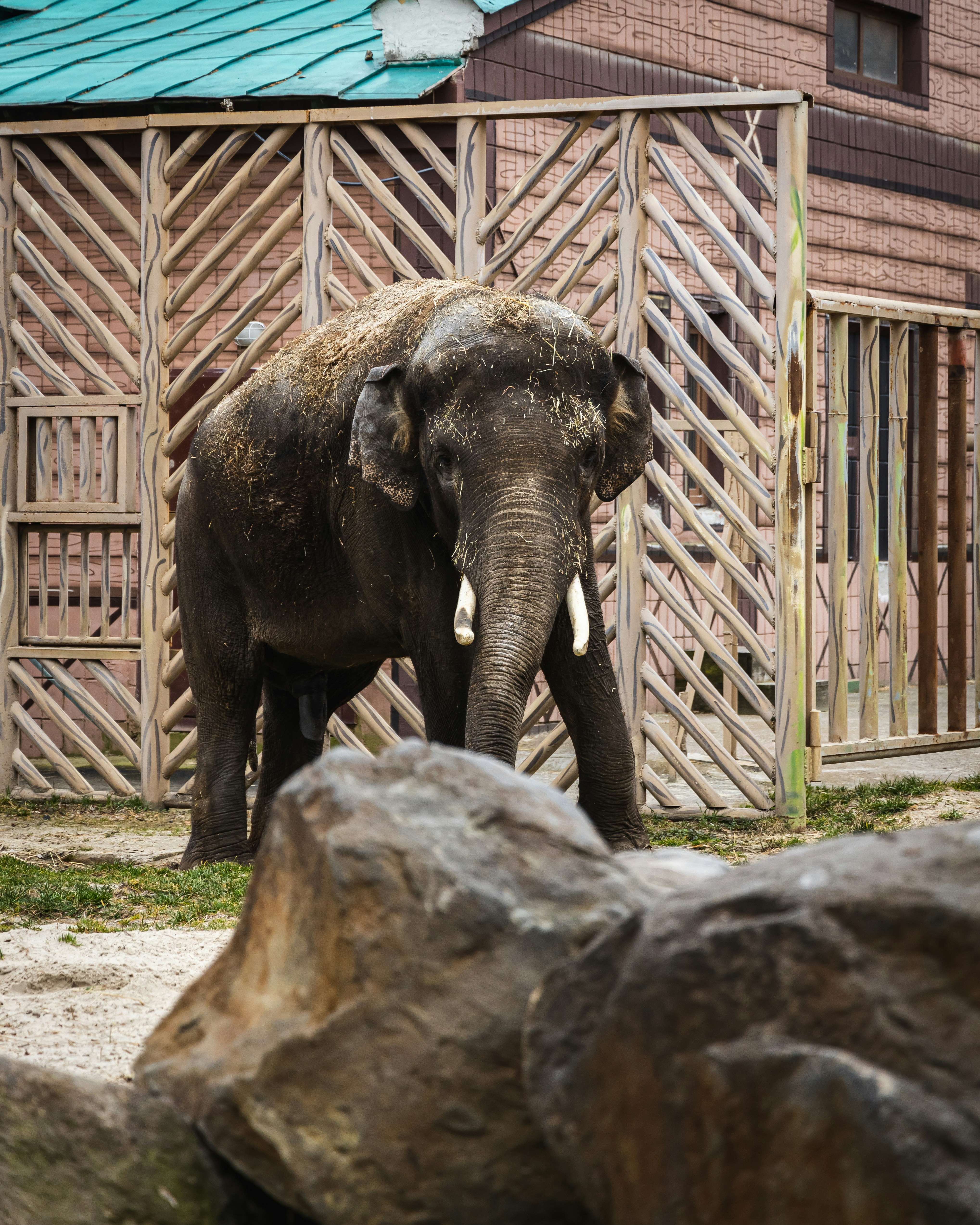 Elephant at the Gate: A Moment in the Enclosure