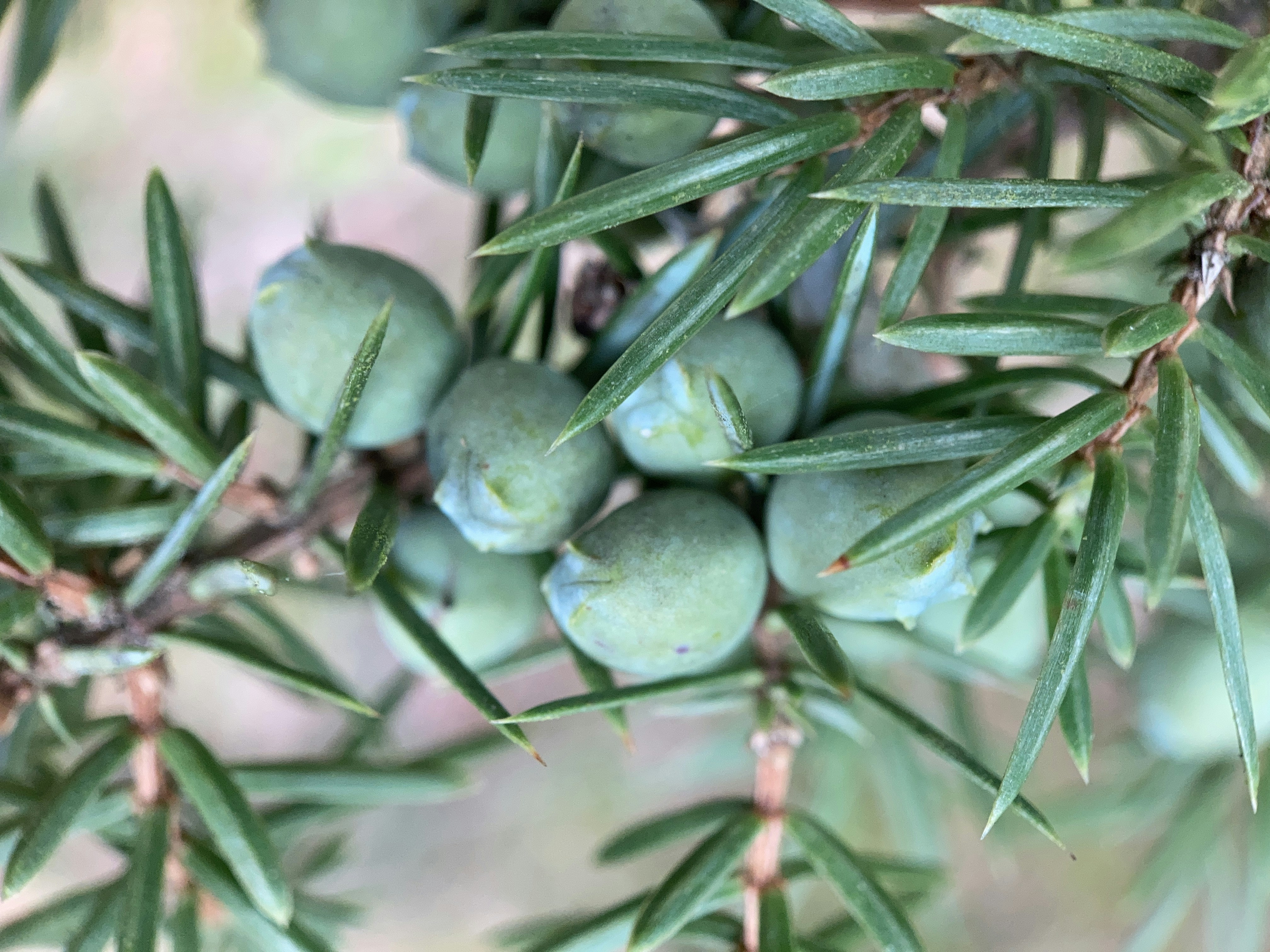 Emerald Berries Amongst the Needles