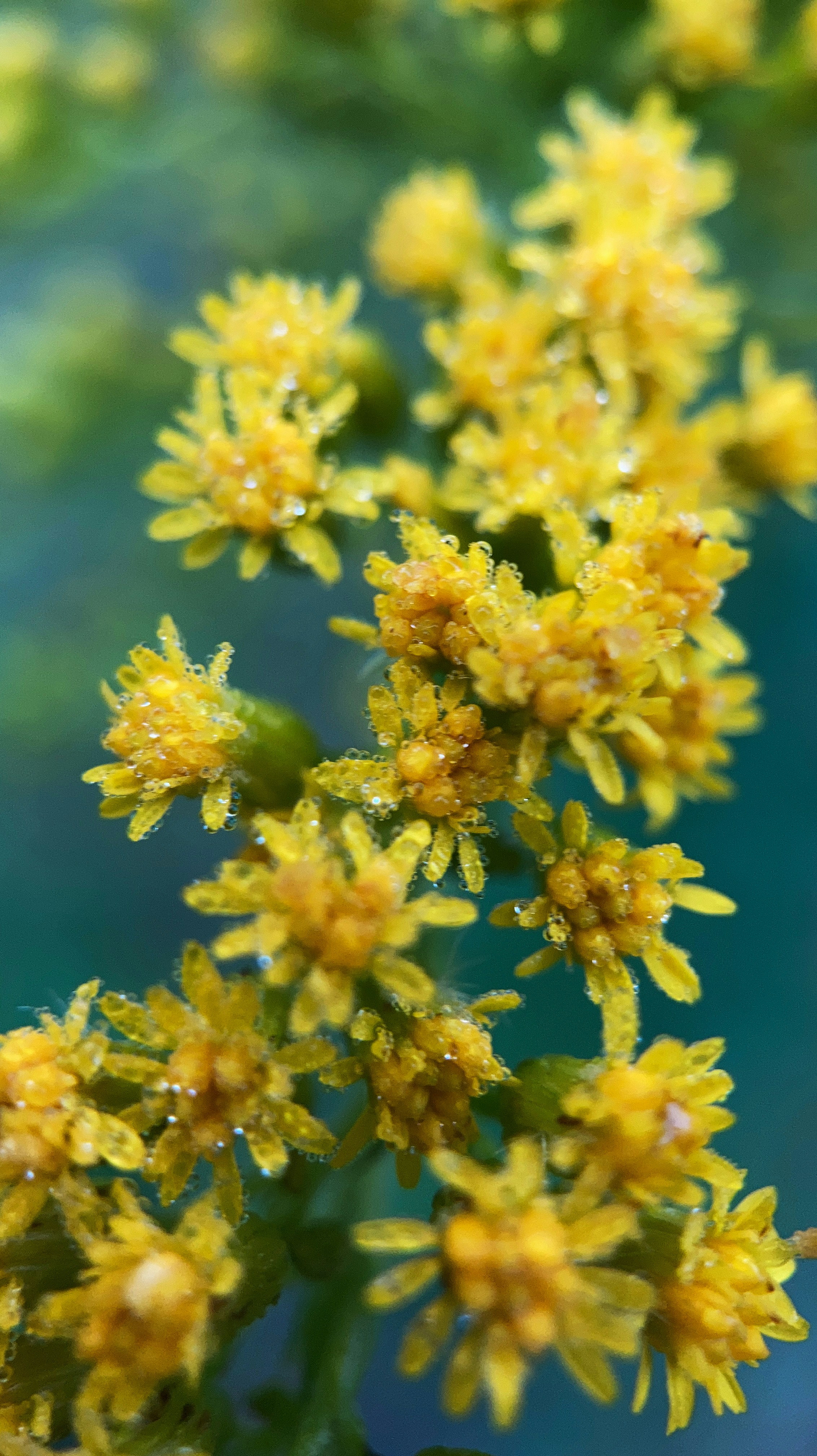 Dew-kissed Yellow Clusters: A Velvet Macro of Spring Blossoms