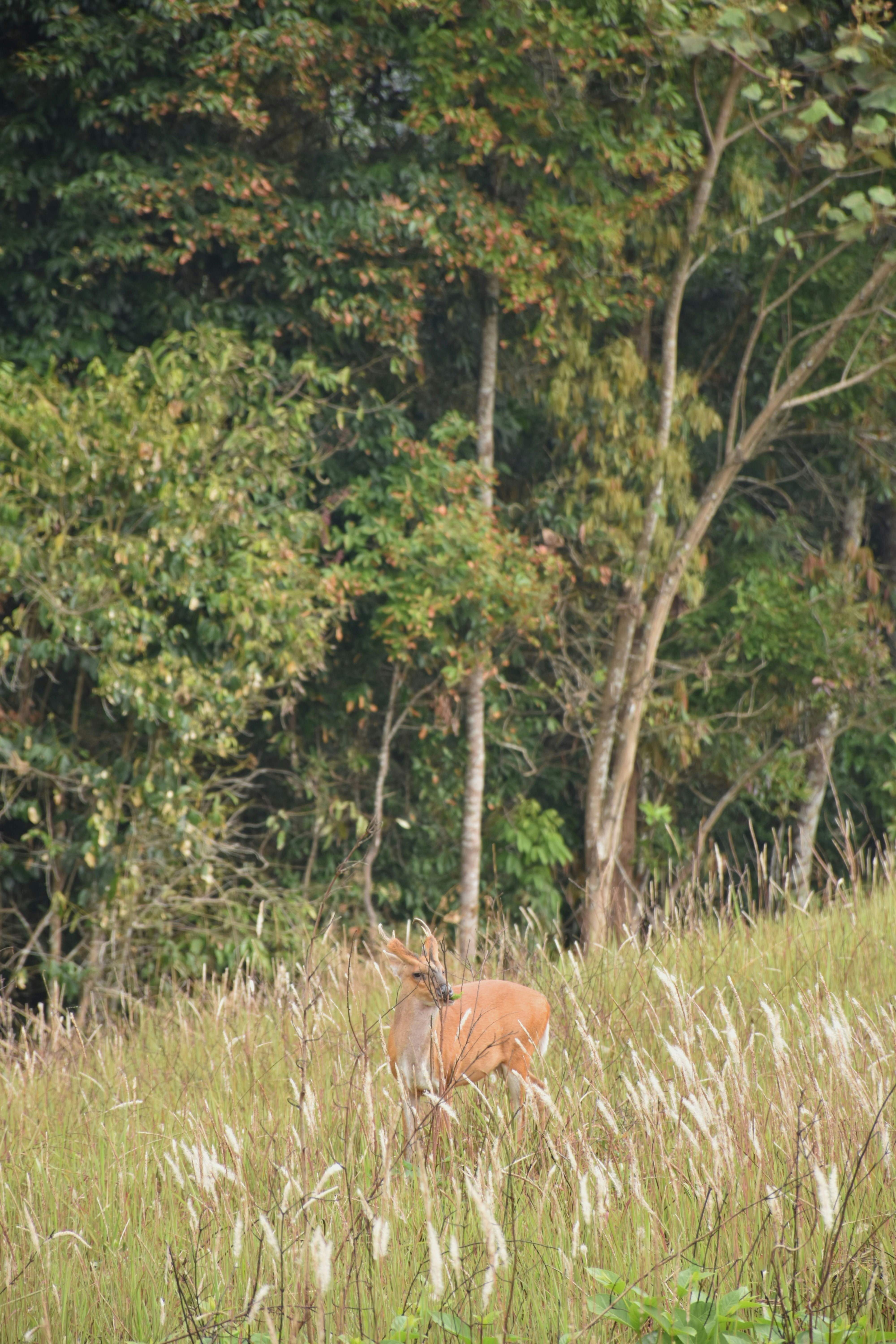 A lone antelope in sunlit meadow among tall grasses and trees
