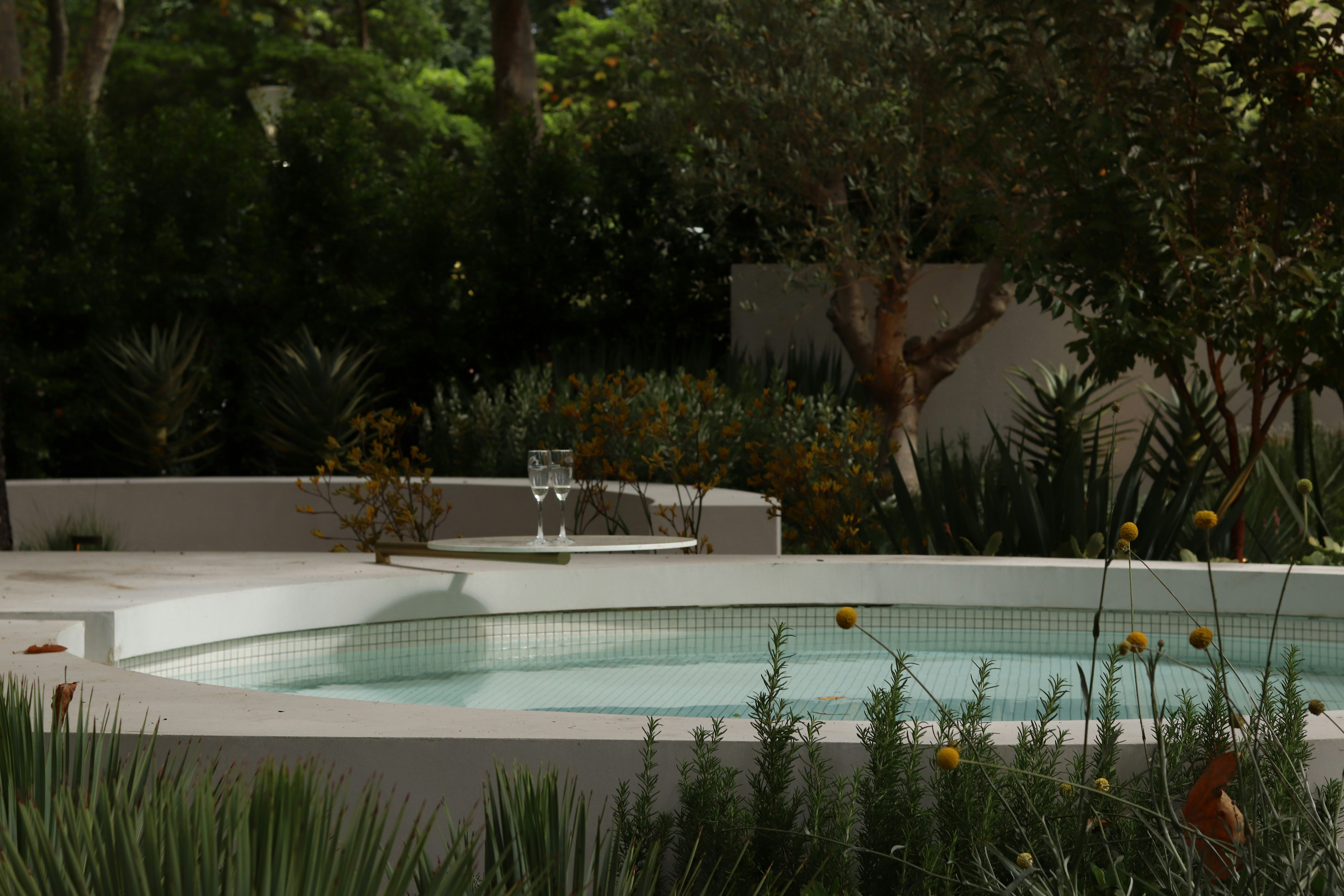 A small pool surrounded by plants and trees photo – Free Interior ...