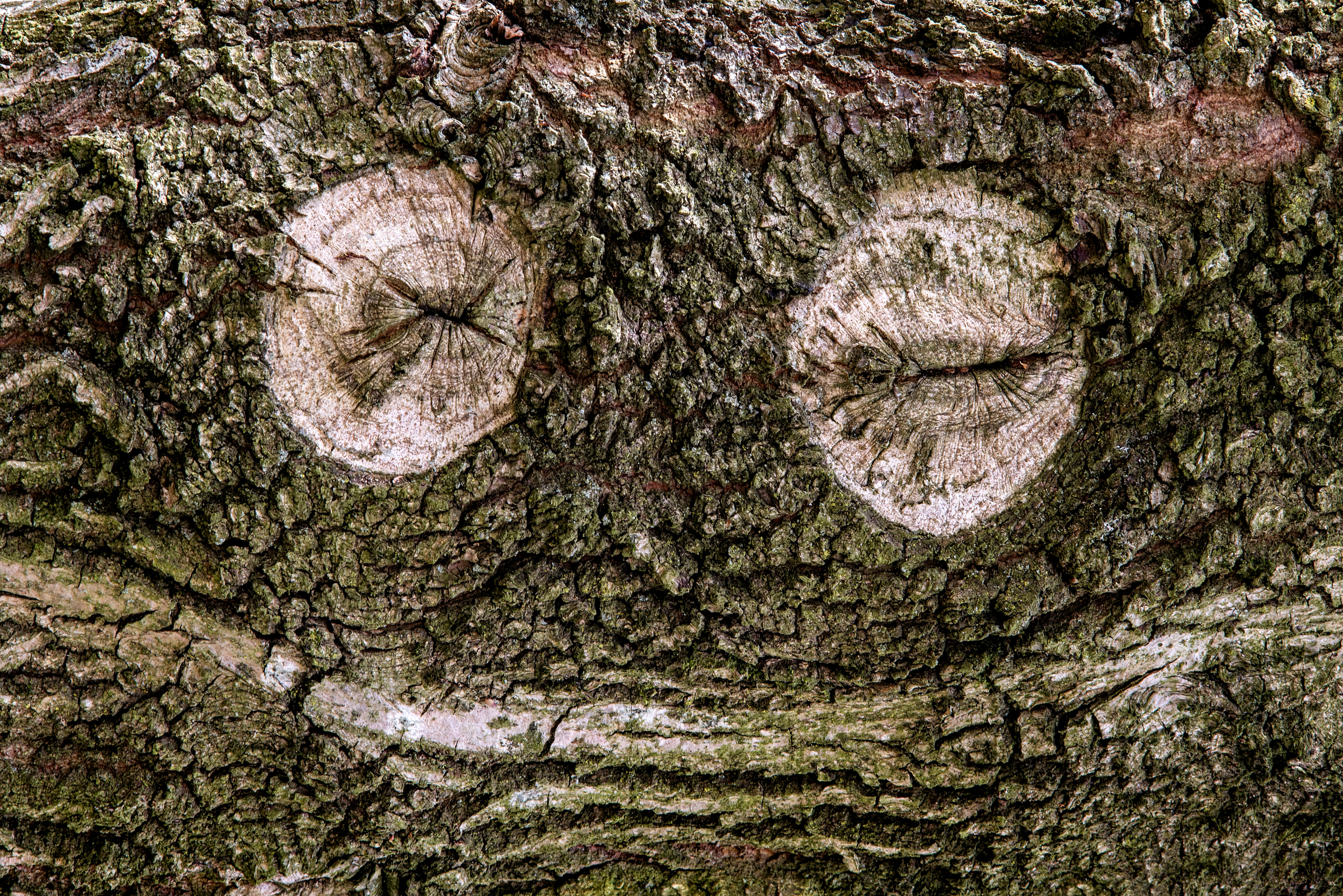 Nature's Whimsical Face