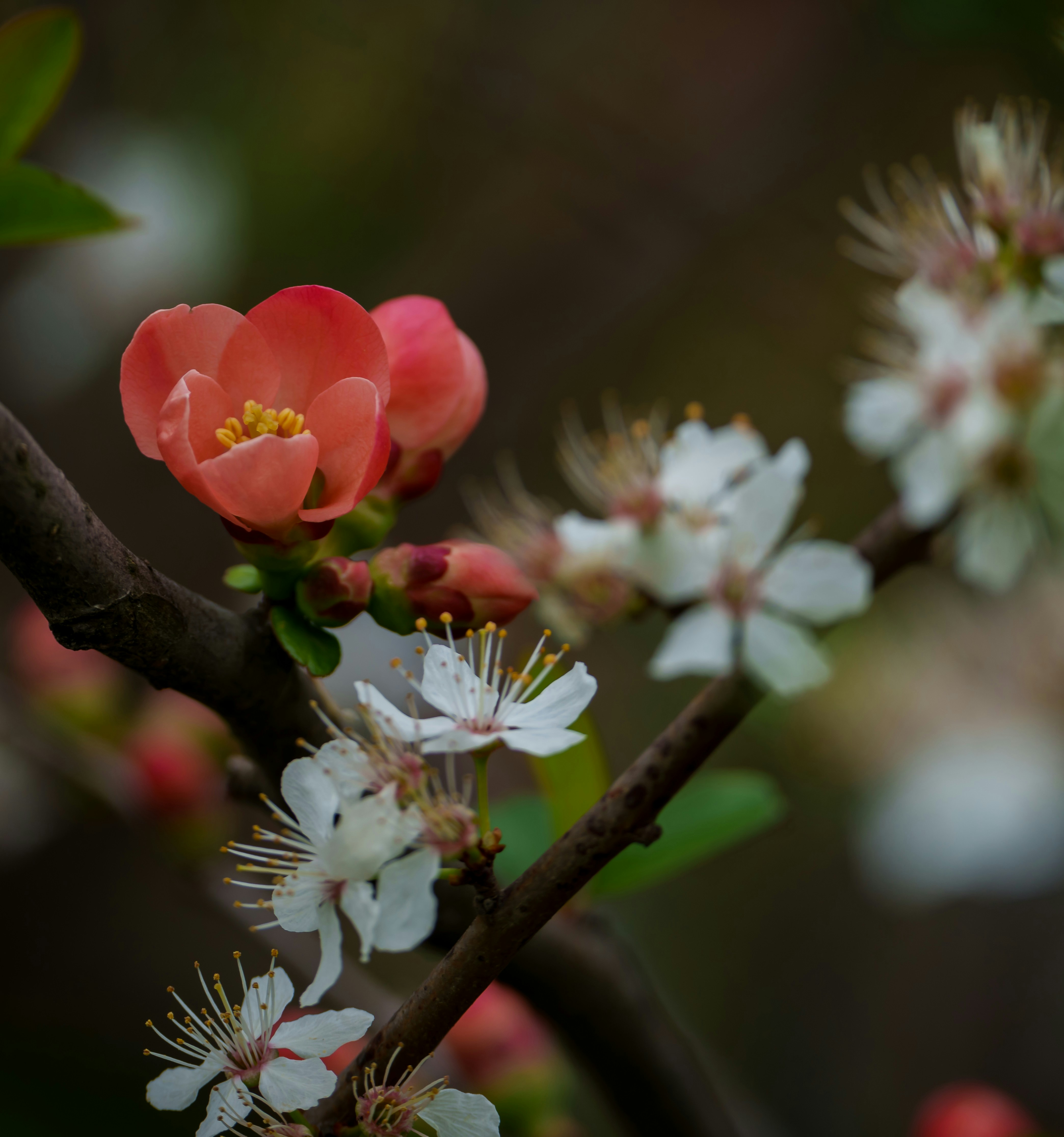 Blooming Coral Buds: A Quiet Moment on the Branch