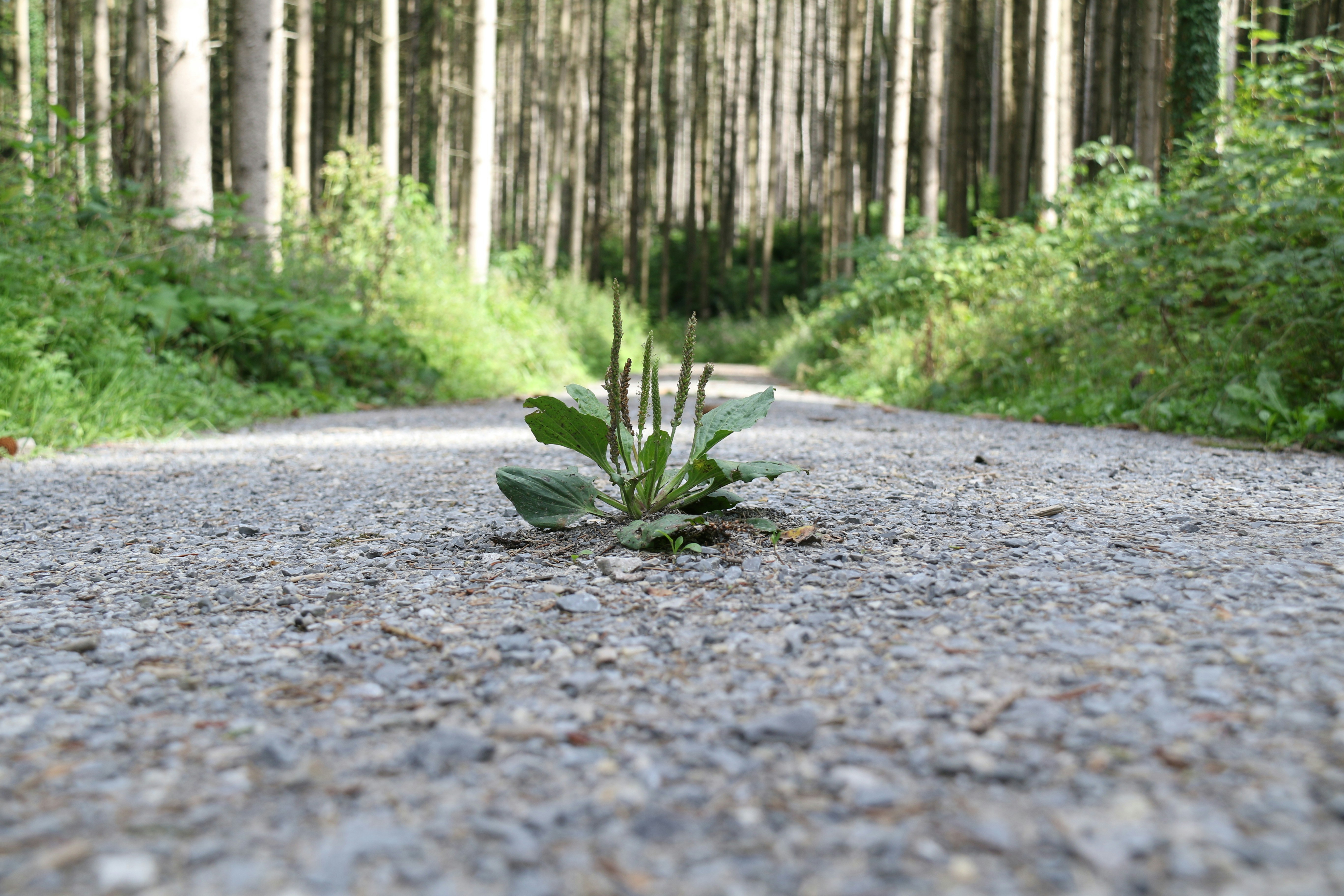 A solitary plant emerges from a gravel road, surrounded by tall trees in a lush forest. The scene highlights nature's persistence in an urbanized environment.