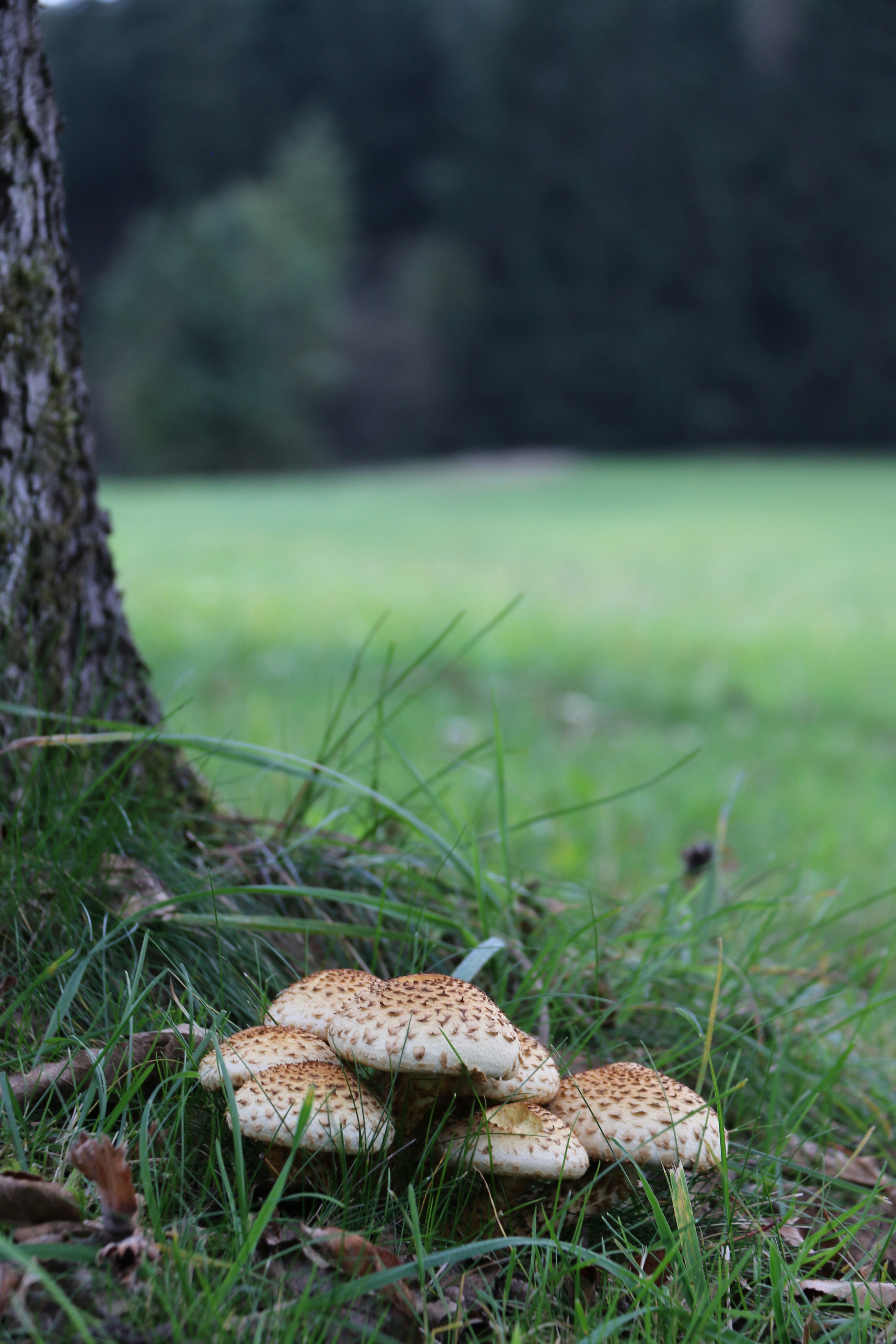 a group of mushrooms sitting on the ground next to a tree