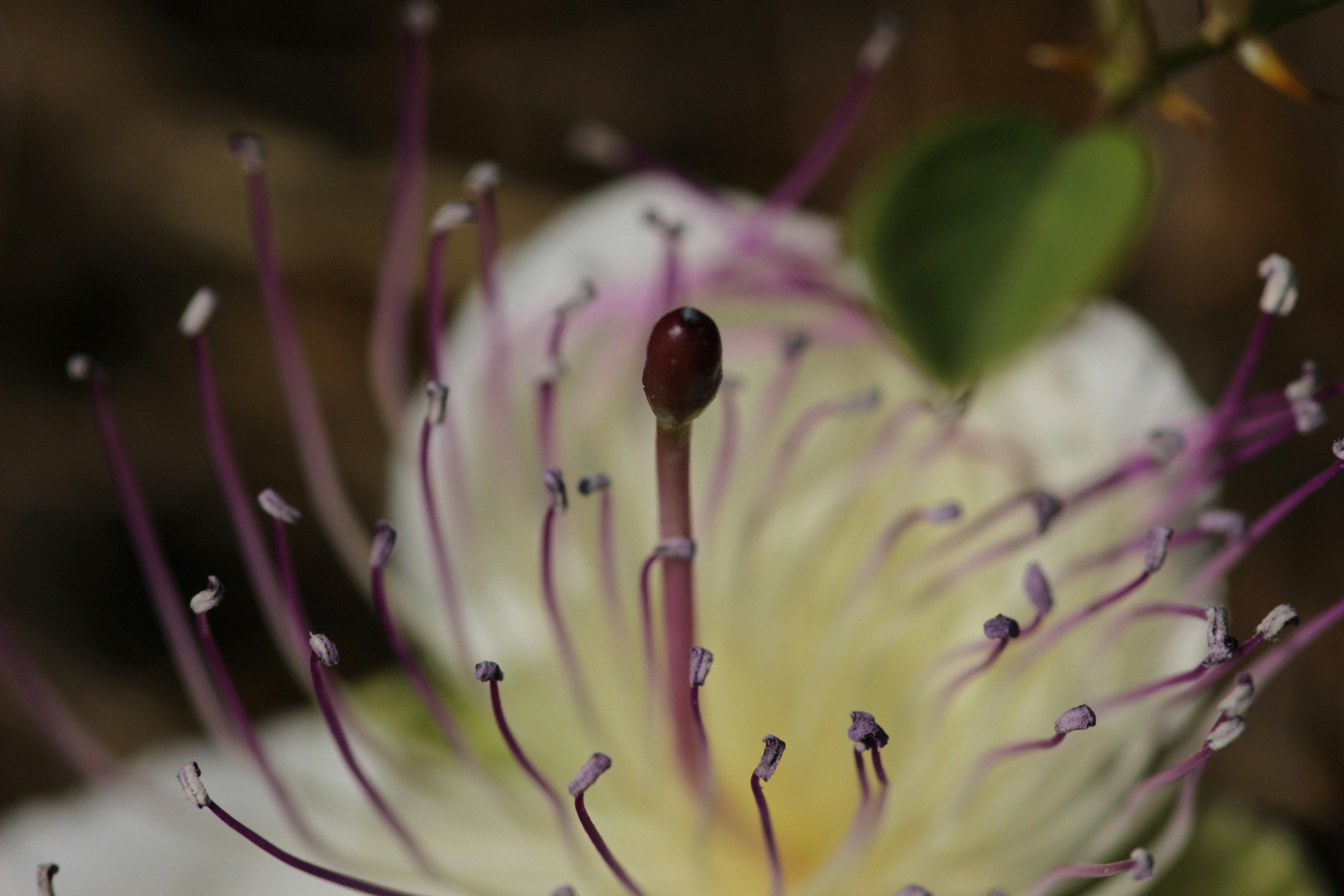 Stamen Crown: Cream Bloom Framed by Purple-Tipped Spikes