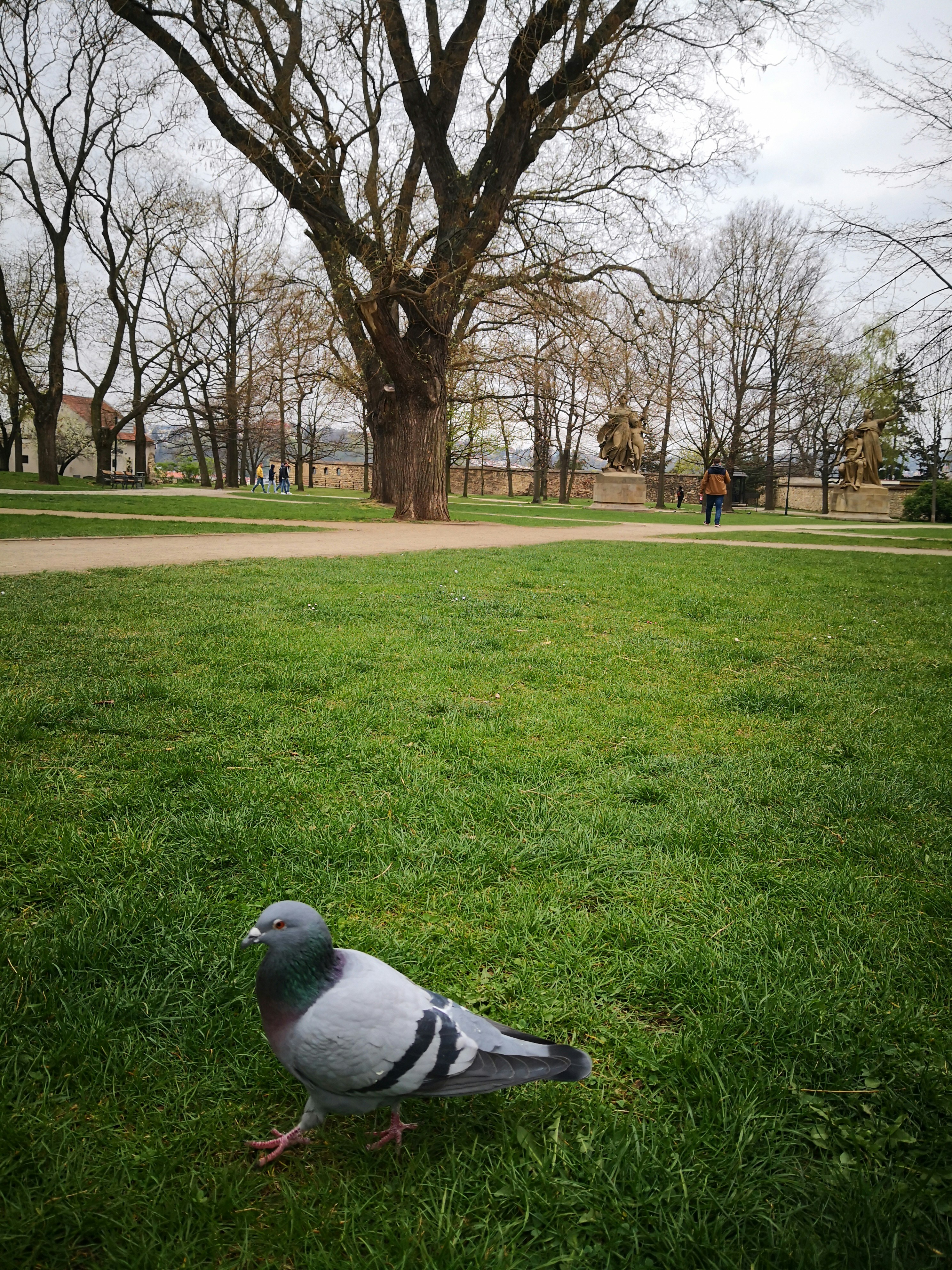 A pigeon strolling across a lush green lawn in a city park, framed by bare trees and distant statues. The scene captures a moment of urban wildlife interaction.