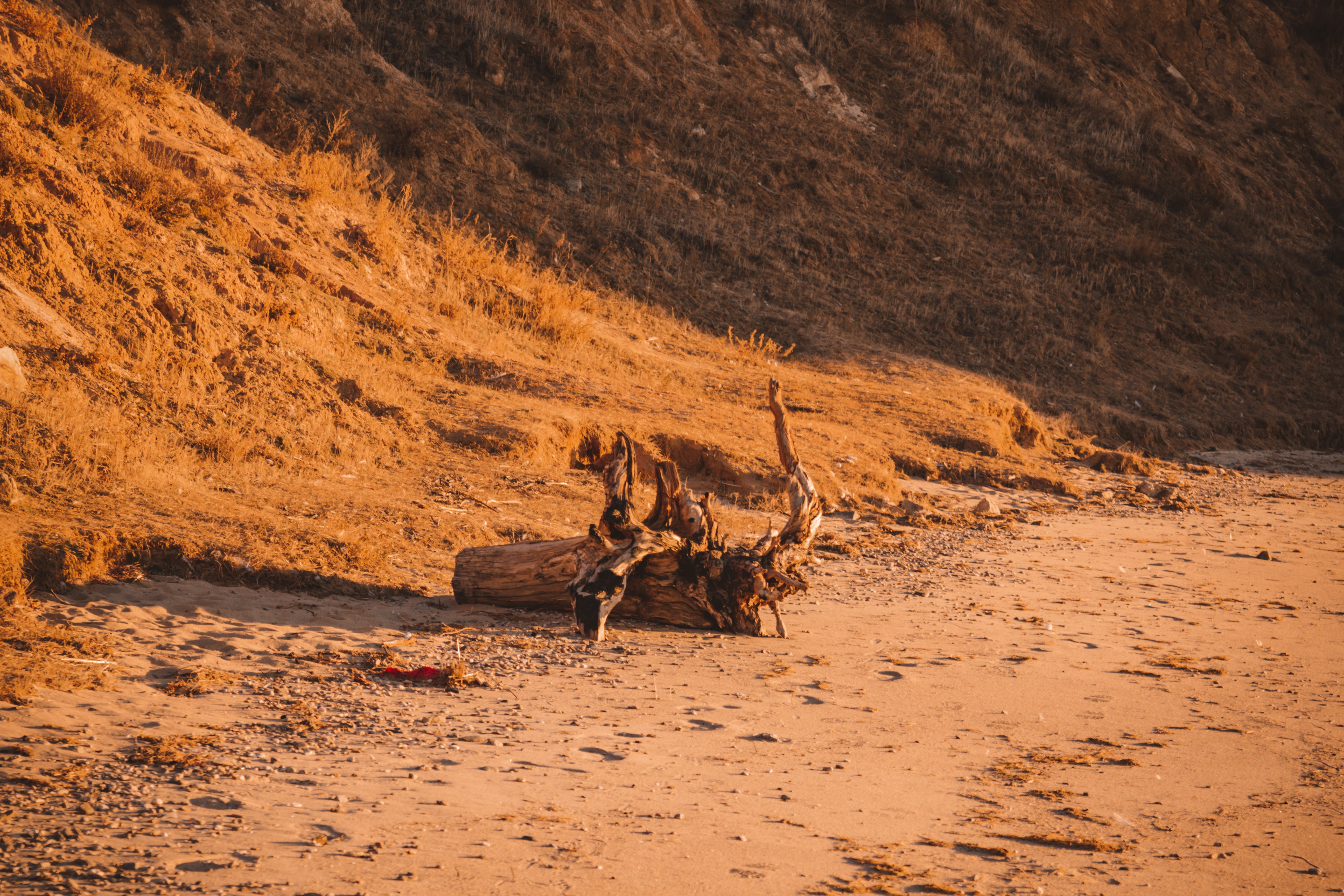 Foto Un animal muerto tendido en una playa junto a una colina – Imagen ...