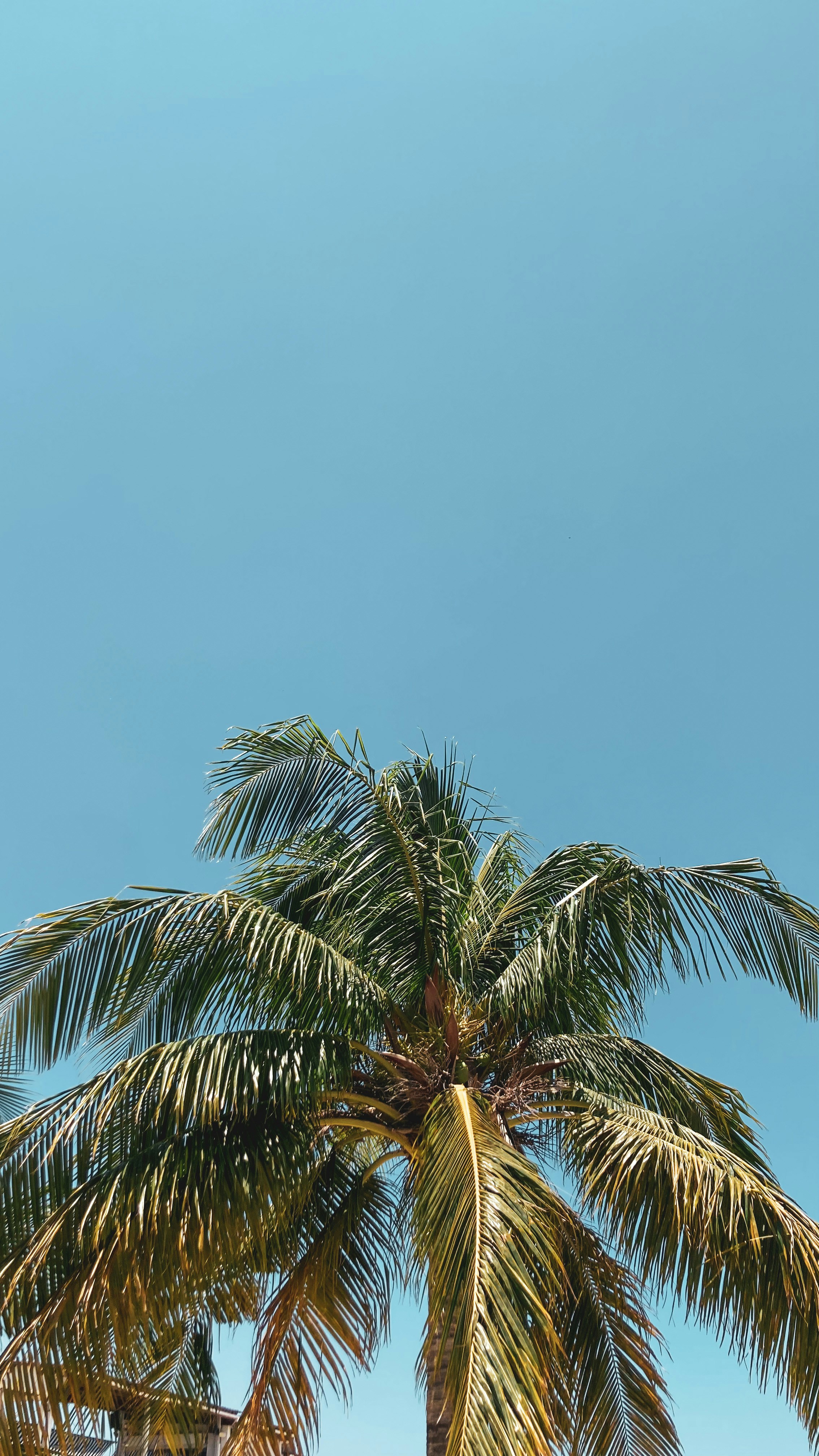 Tumblr Wallpapers Palm Trees