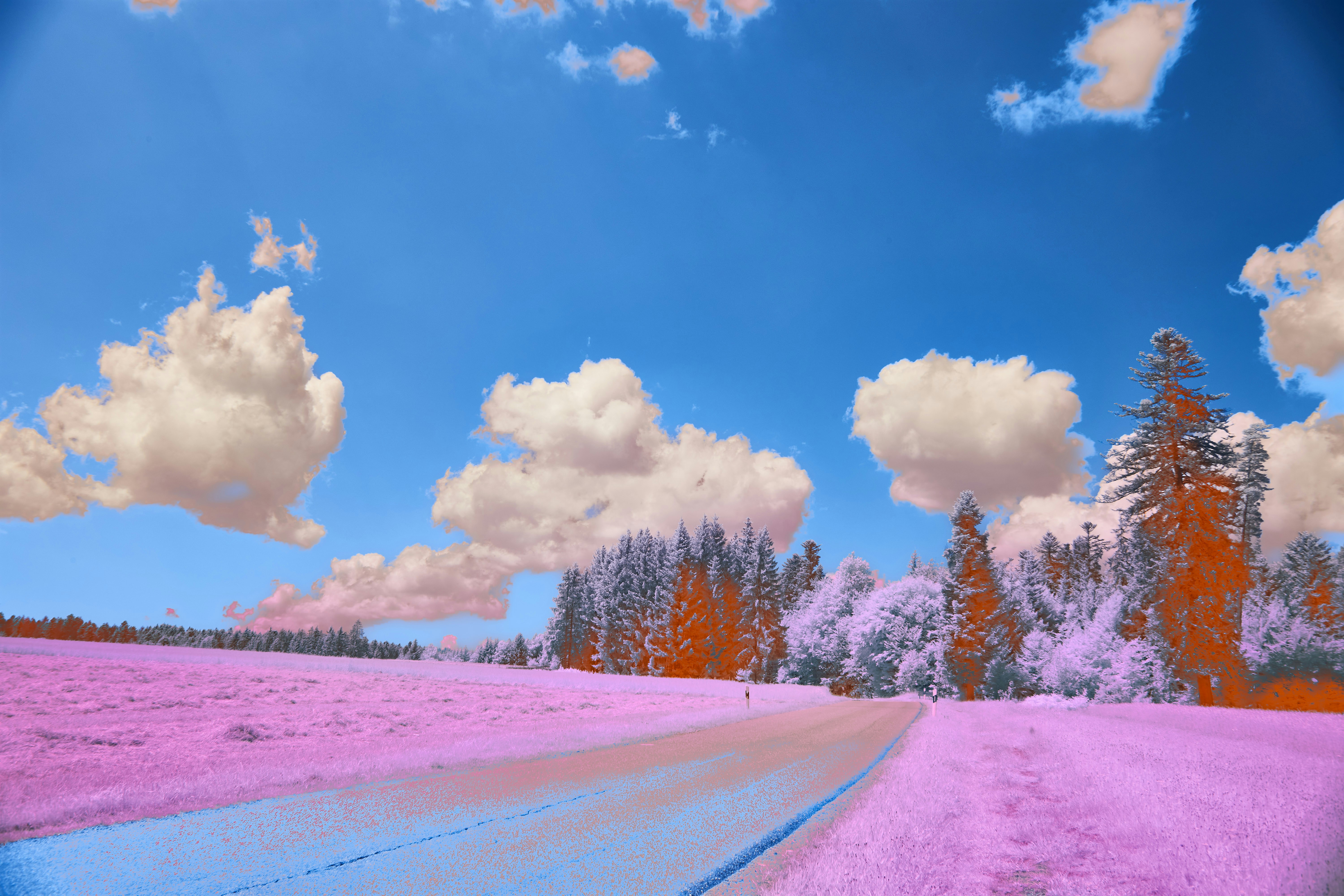 A pink field with trees and clouds in the background photo – Free ...