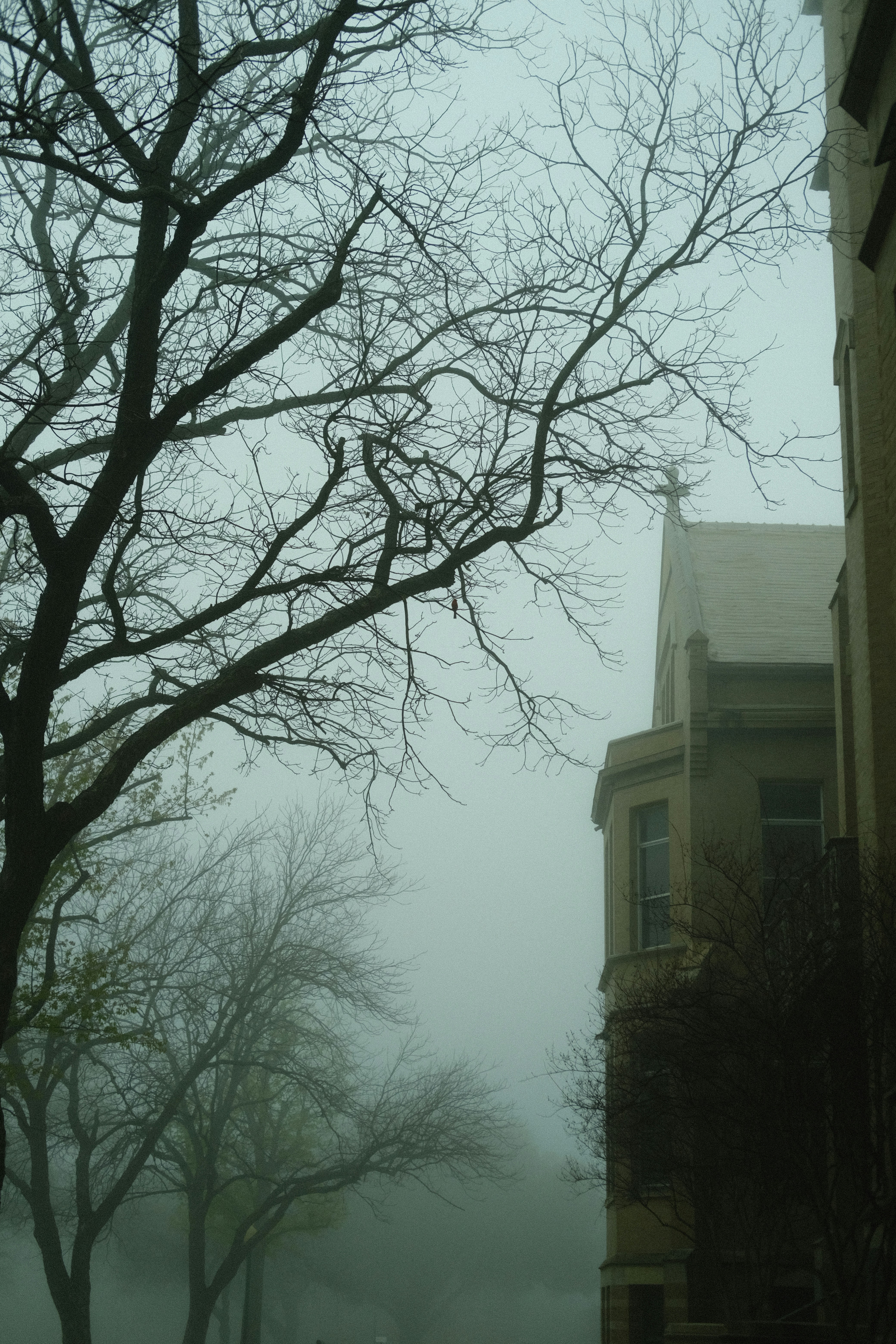 Fog-Laced Facade: A Quiet Corner Between Bare Branches and Brick