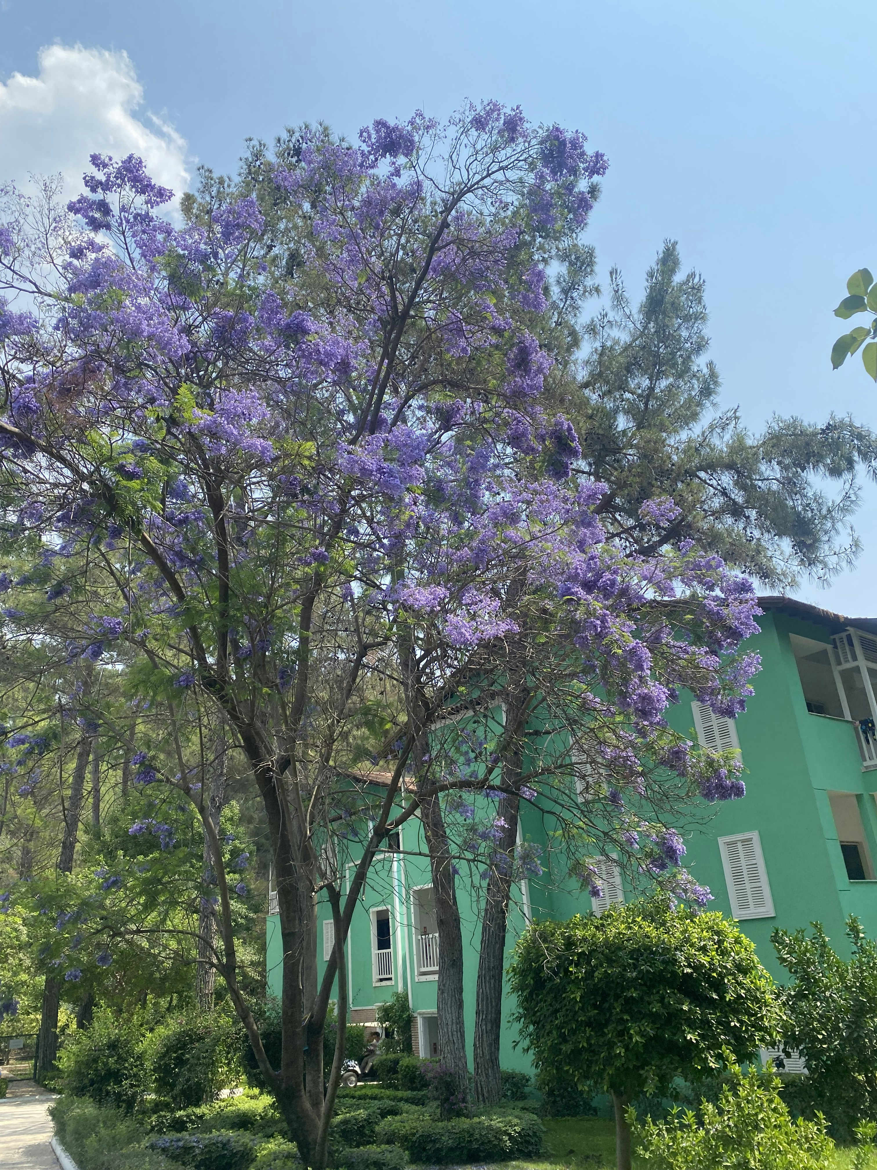 A tree with purple flowers in front of a green building photo – Free ...