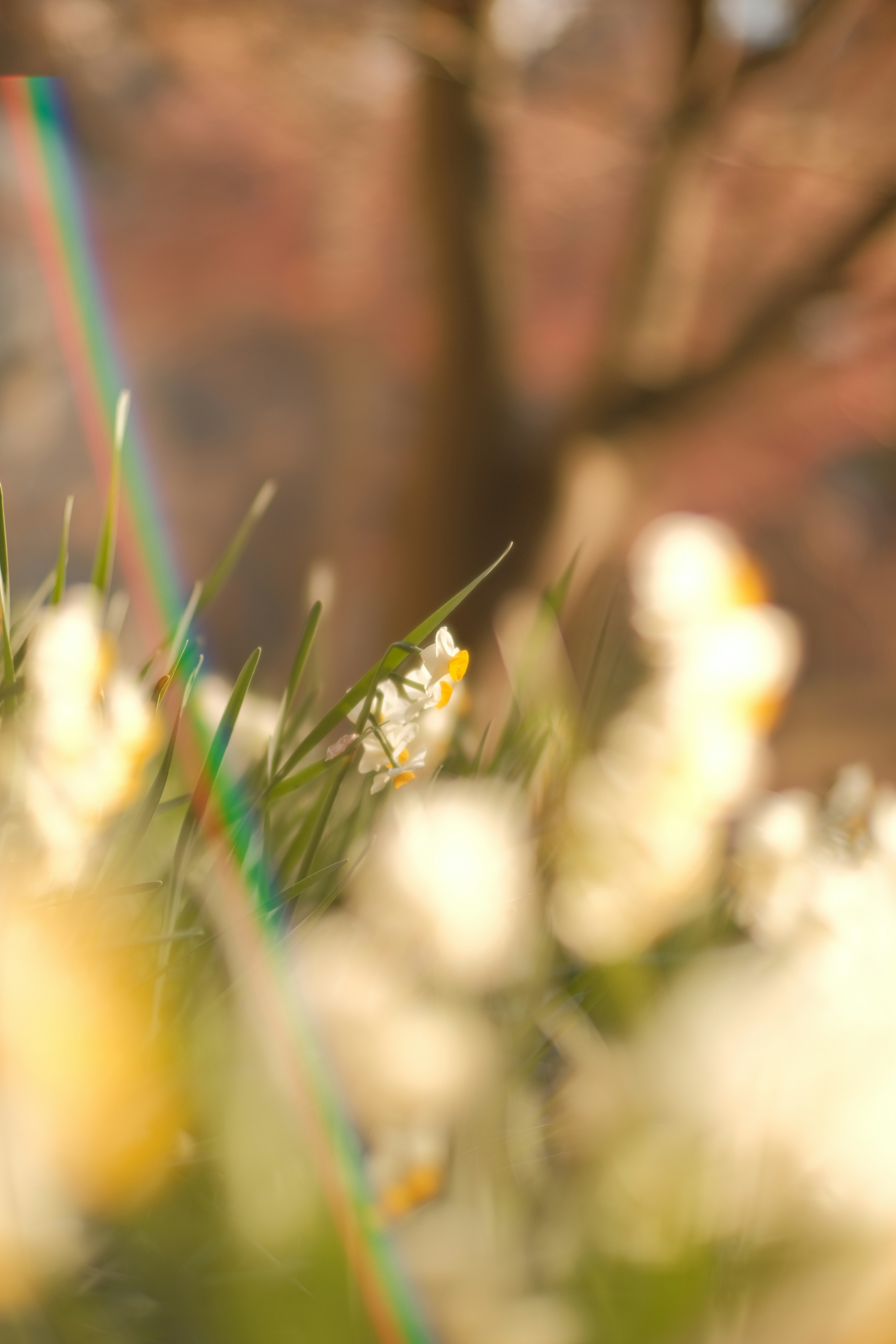 Sunlit meadow in bloom with a rainbow prism