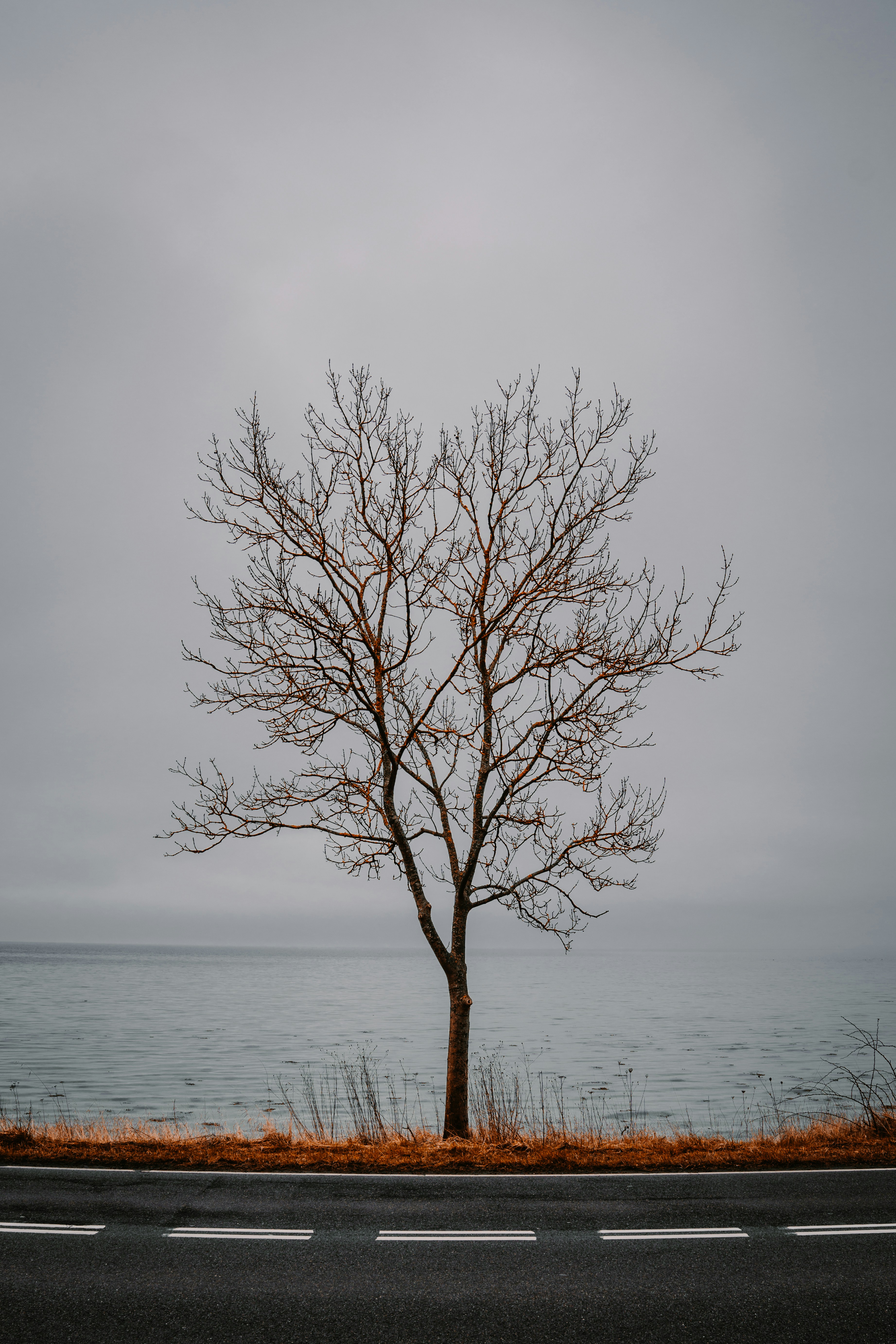 A lone tree on the side of the road photo – Free Sea Image on Unsplash