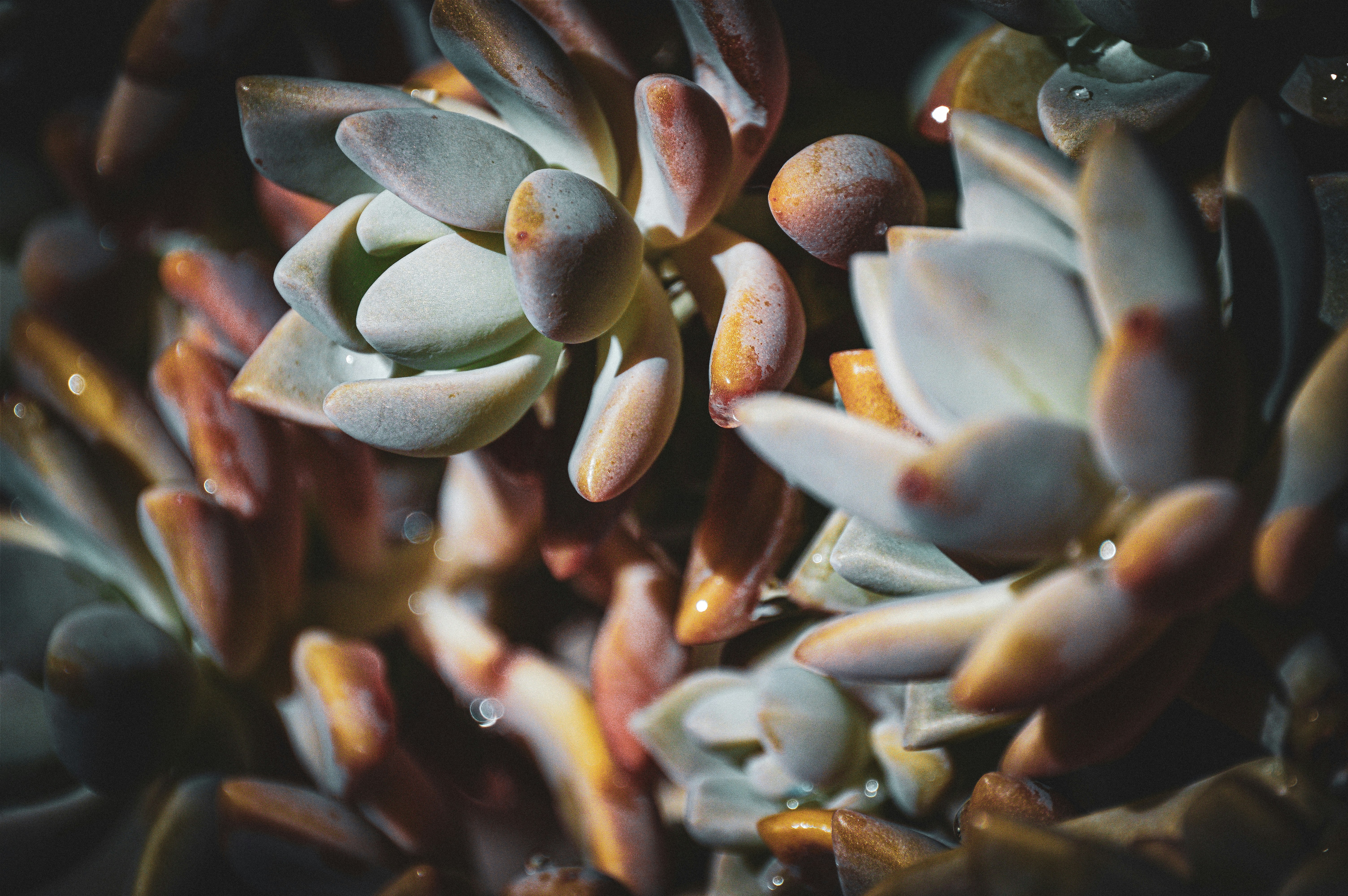 Succulent