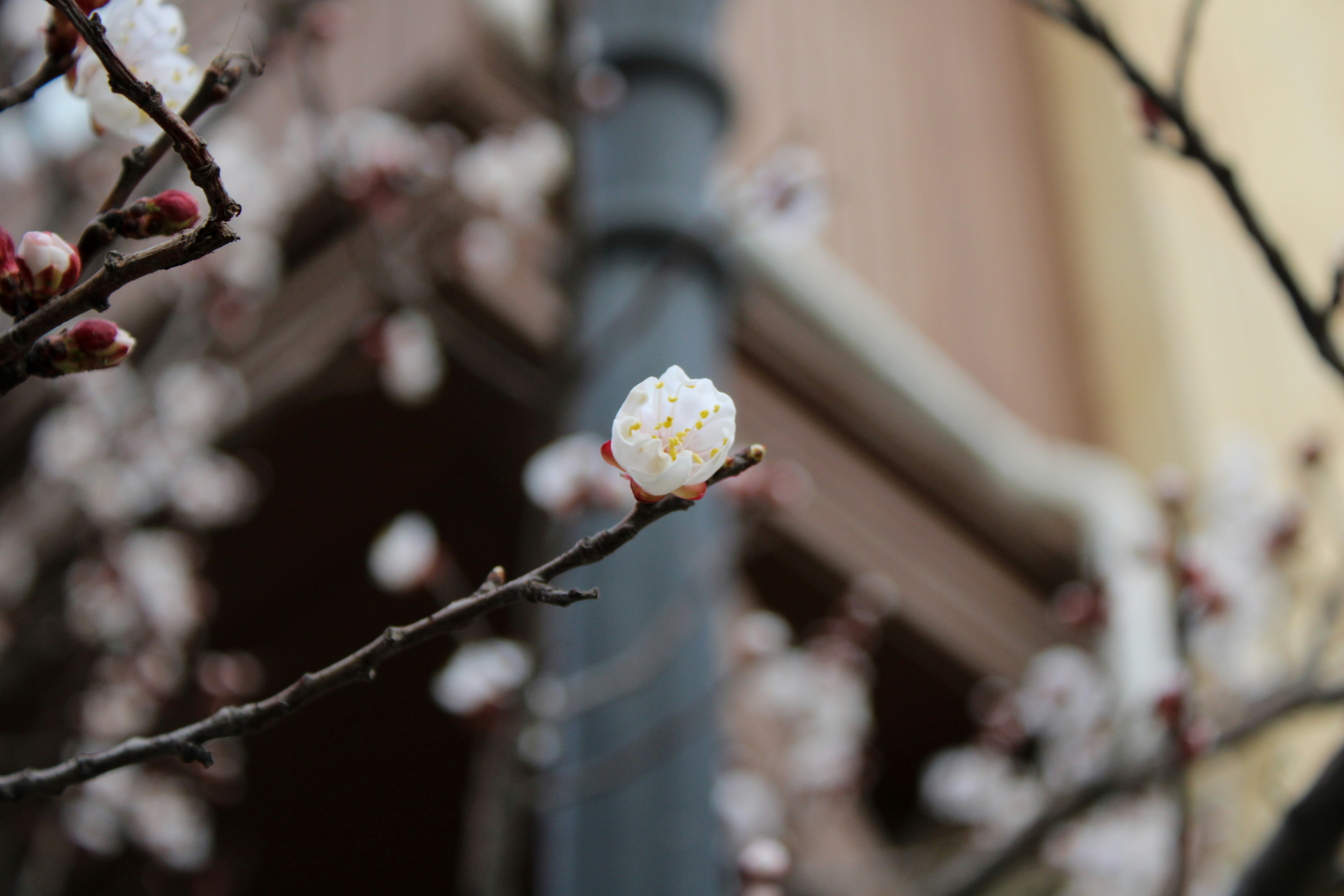 A Singular White Blossom Anchored in a Soft Blur