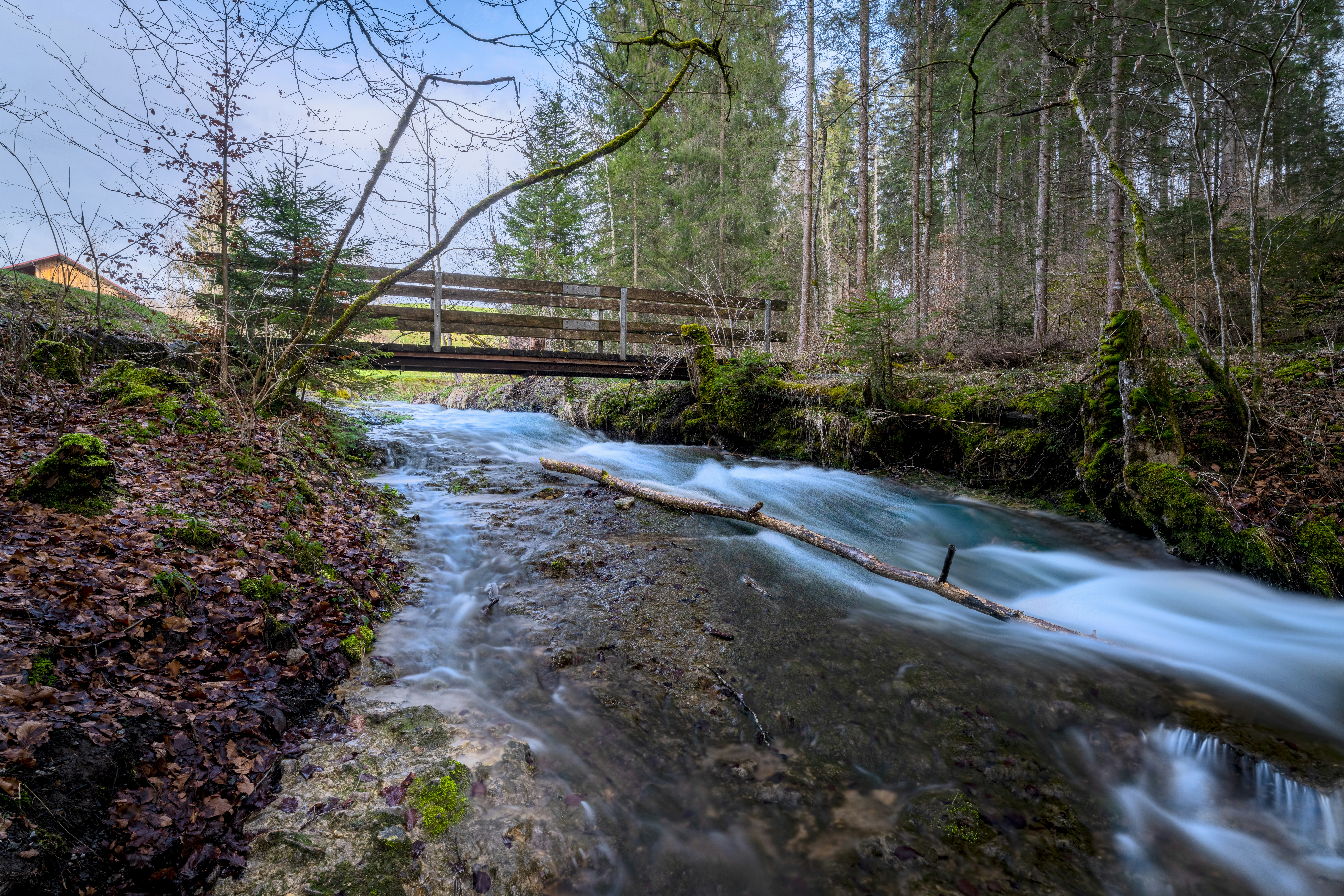 Une rivière qui traverse une forêt à côté d’un pont photo – Photo ...