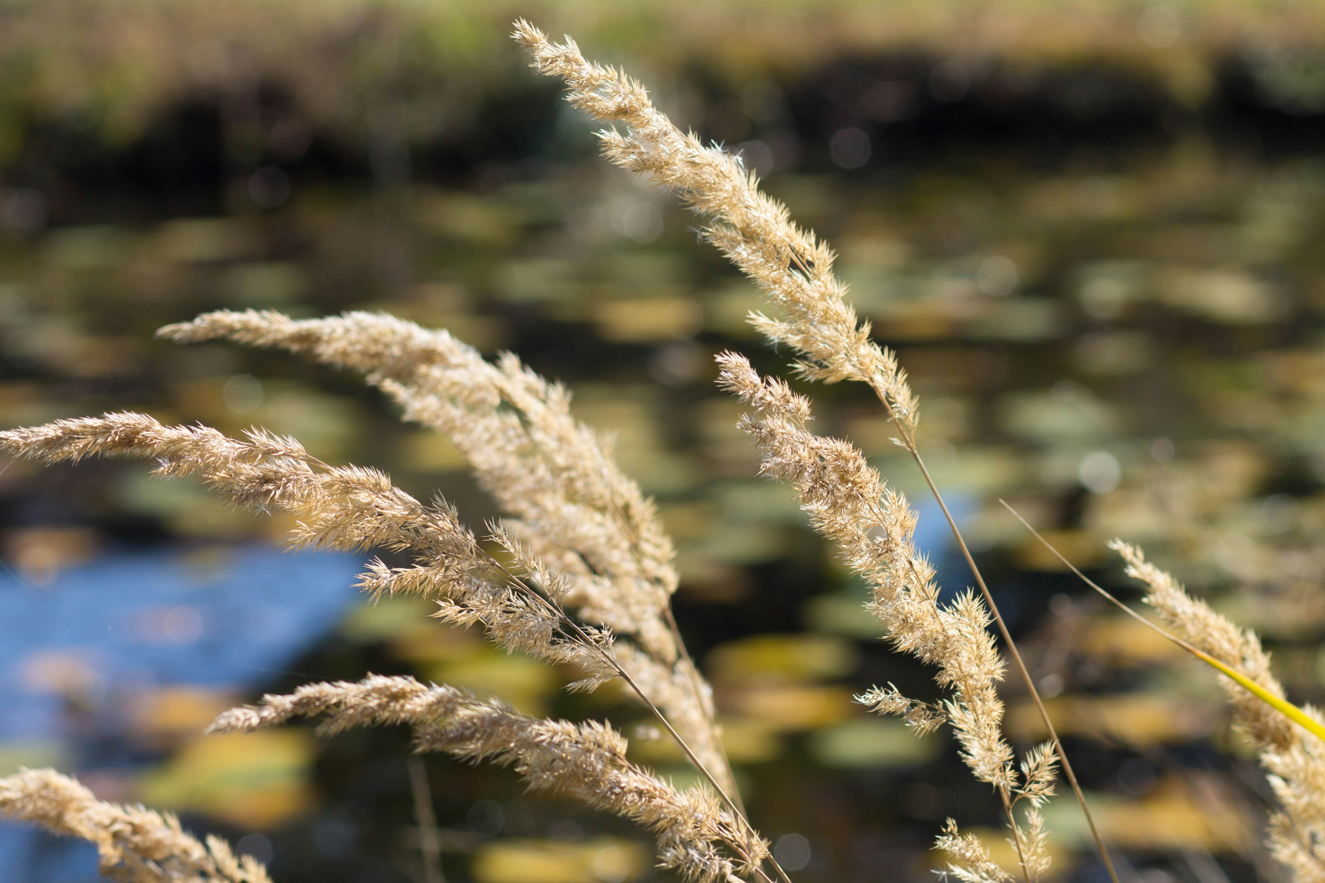 Amber Plumes by the Pond: Close-Up of Quiet Grass