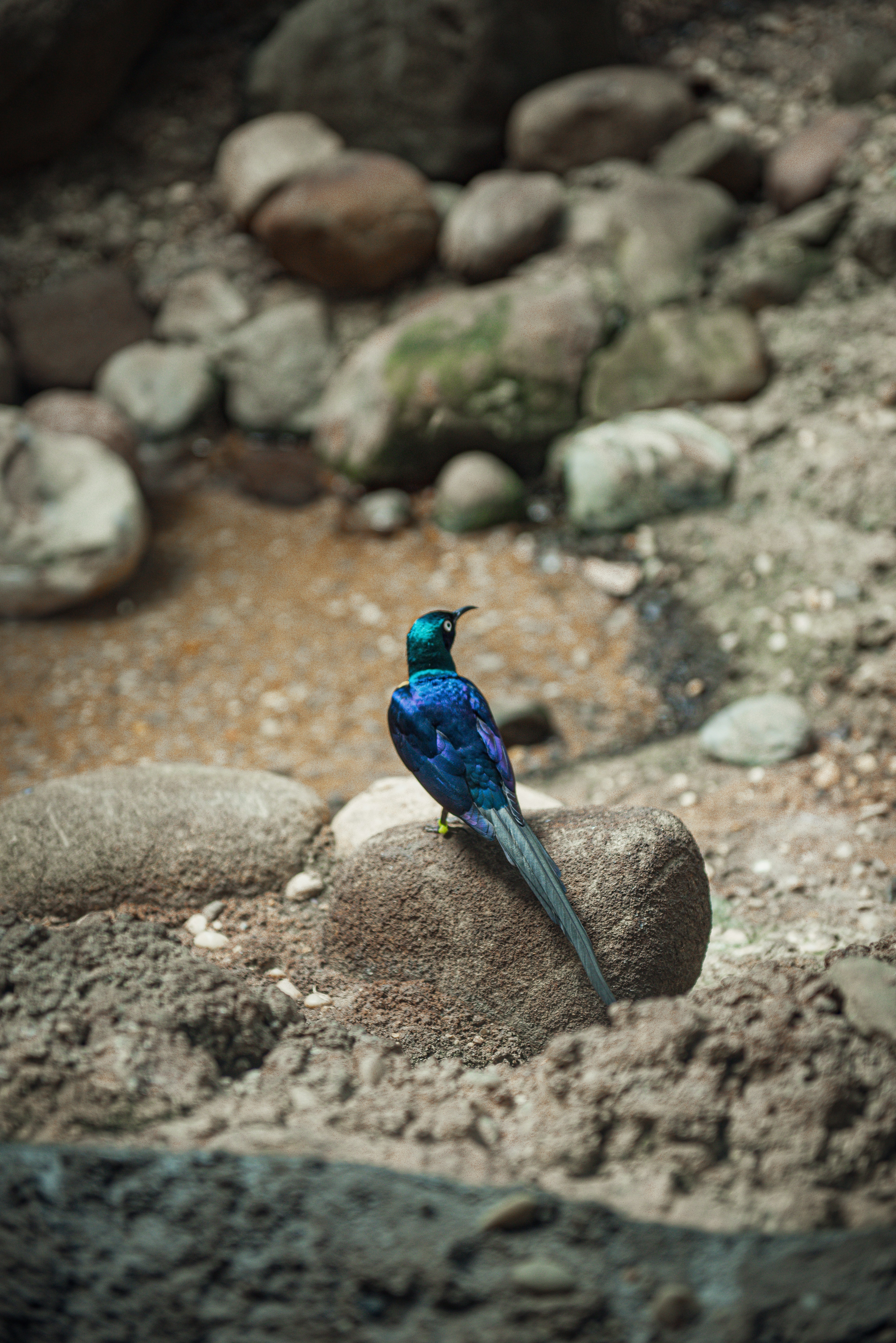Iridescent Sentinel on River Rock
