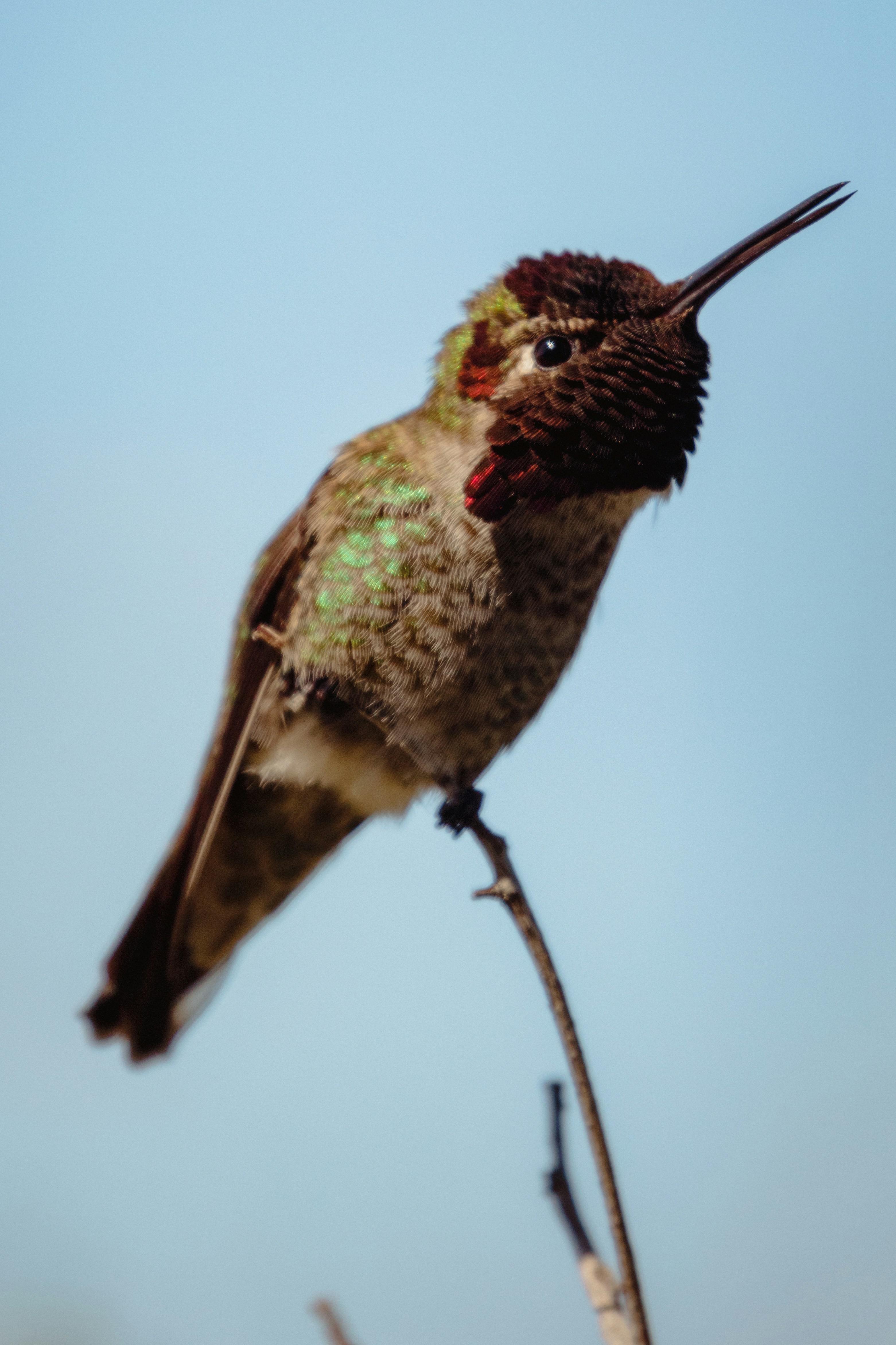 Iridescent Ruby-throated Hummingbird Perched Against a Clear Sky