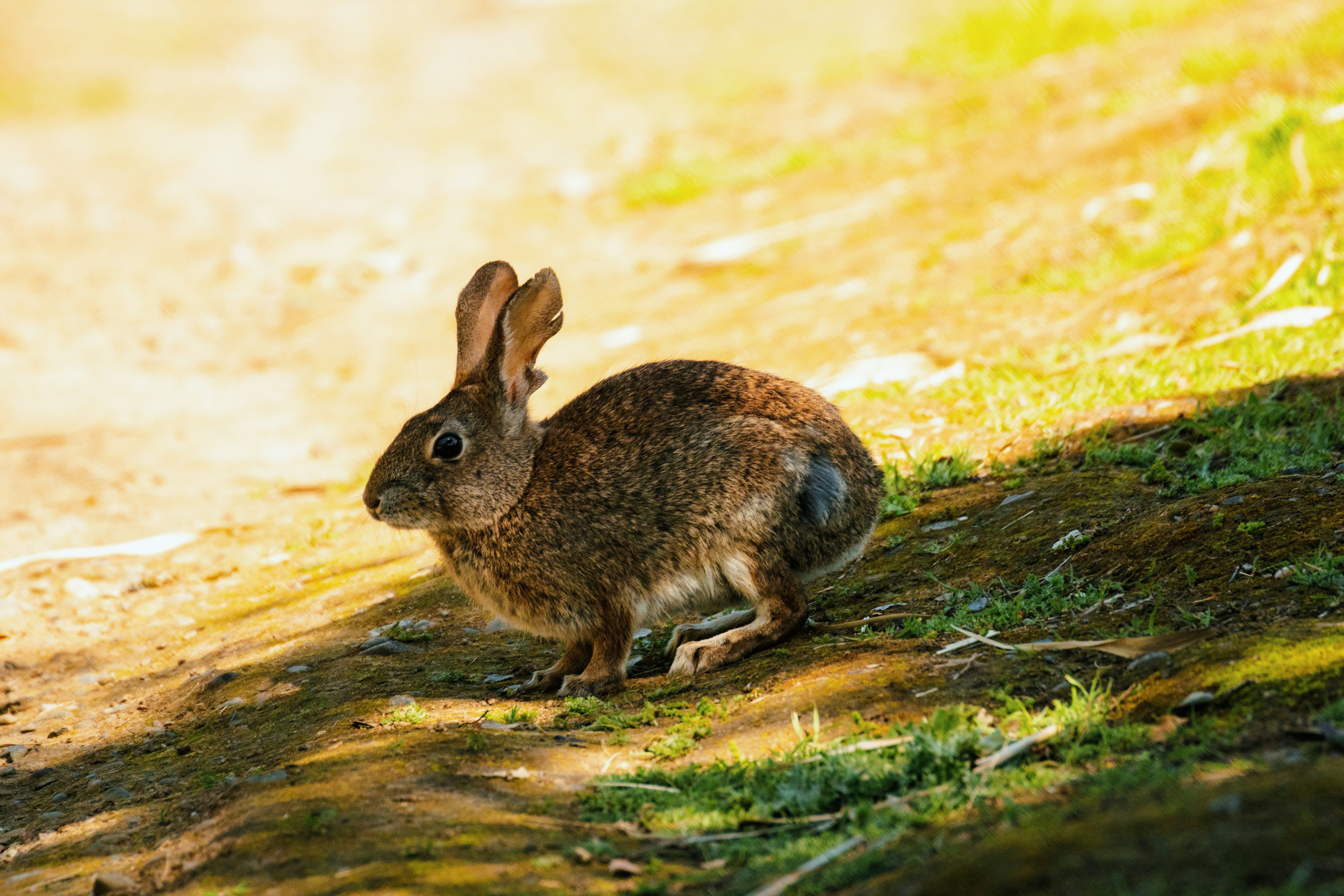 A brown rabbit sitting on top of a grass covered field photo – Free ...
