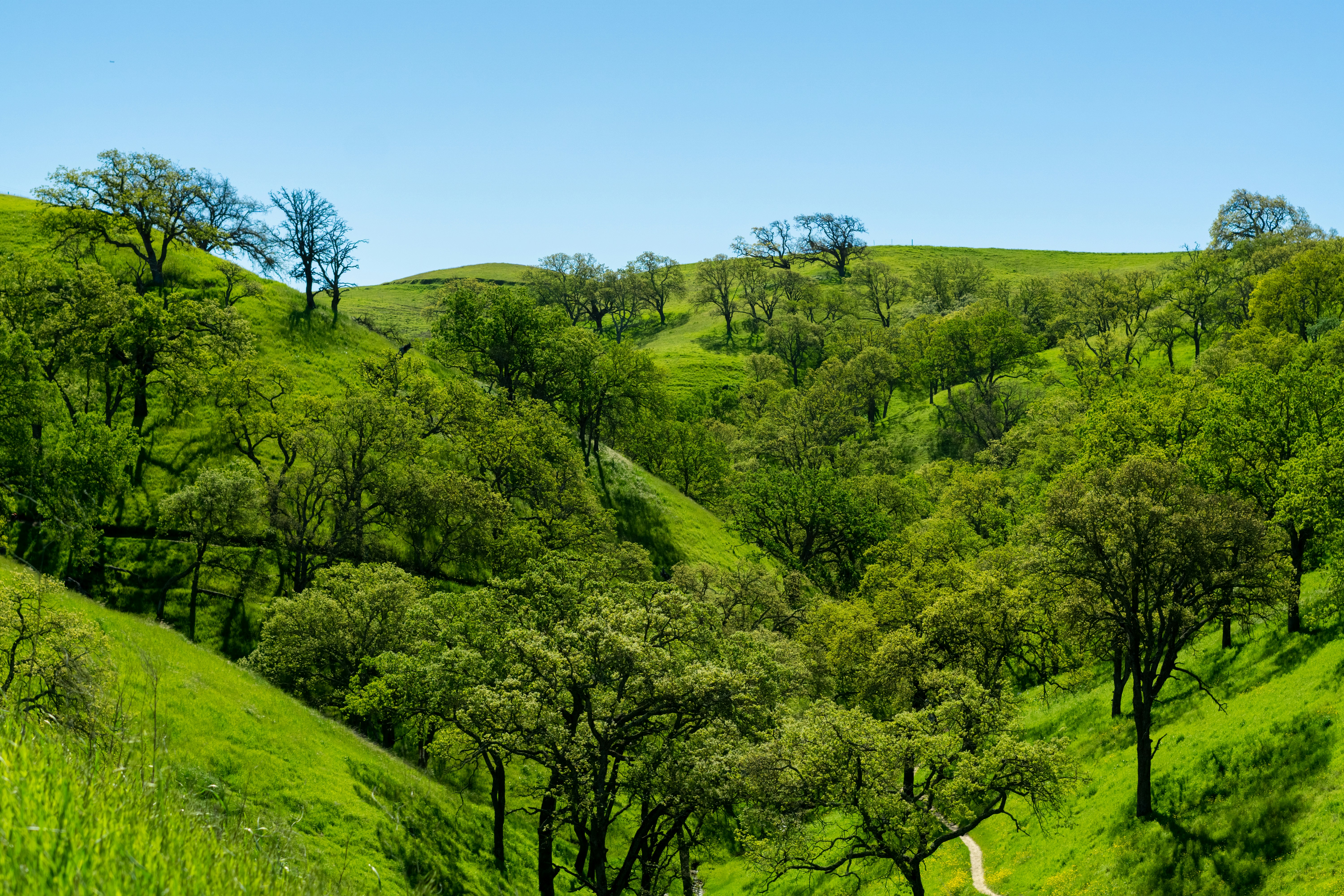 A lush green hillside covered in lots of trees photo – Free Wallpaper ...