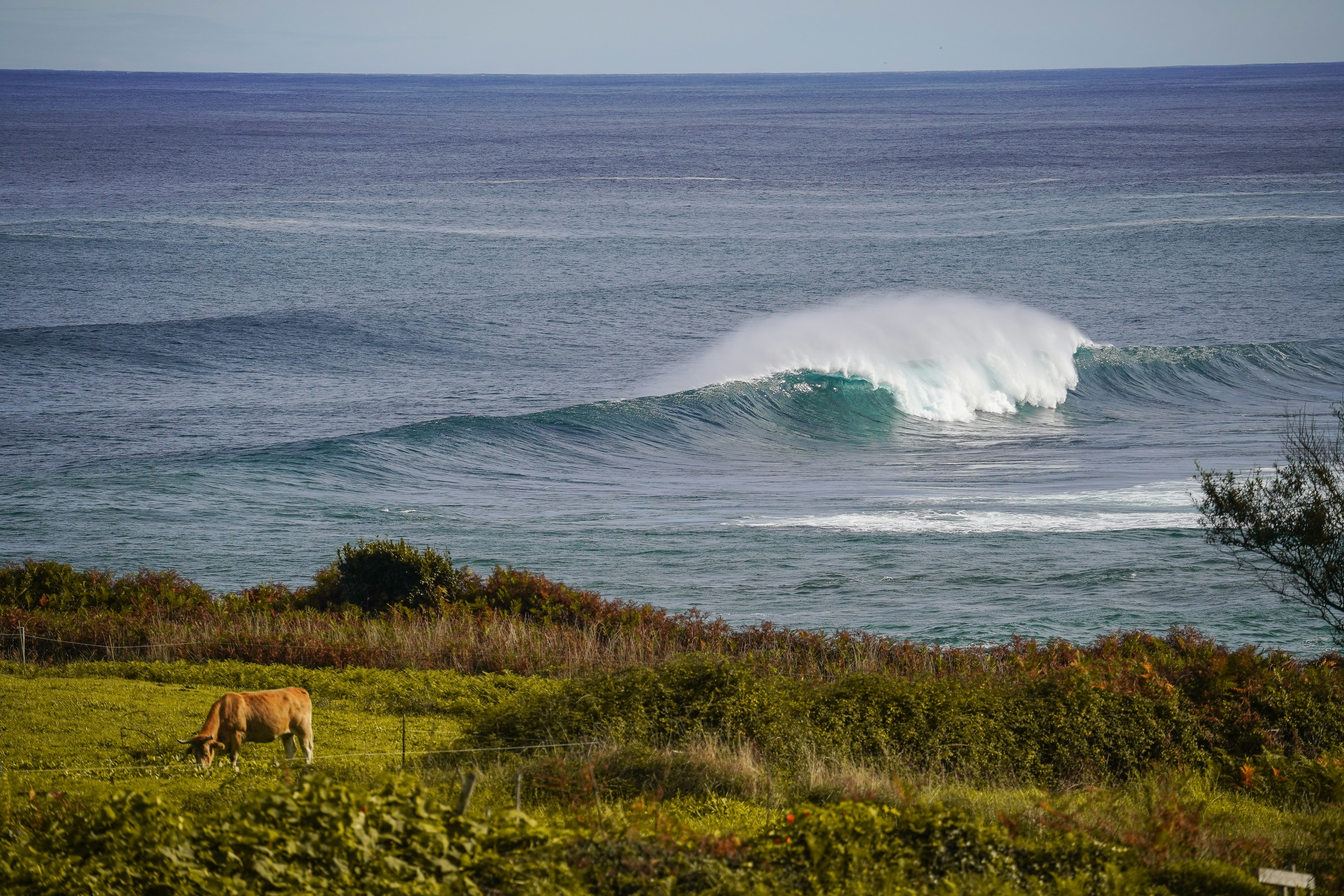 A cow grazing in a field next to the ocean photo – Free Galicia Image ...