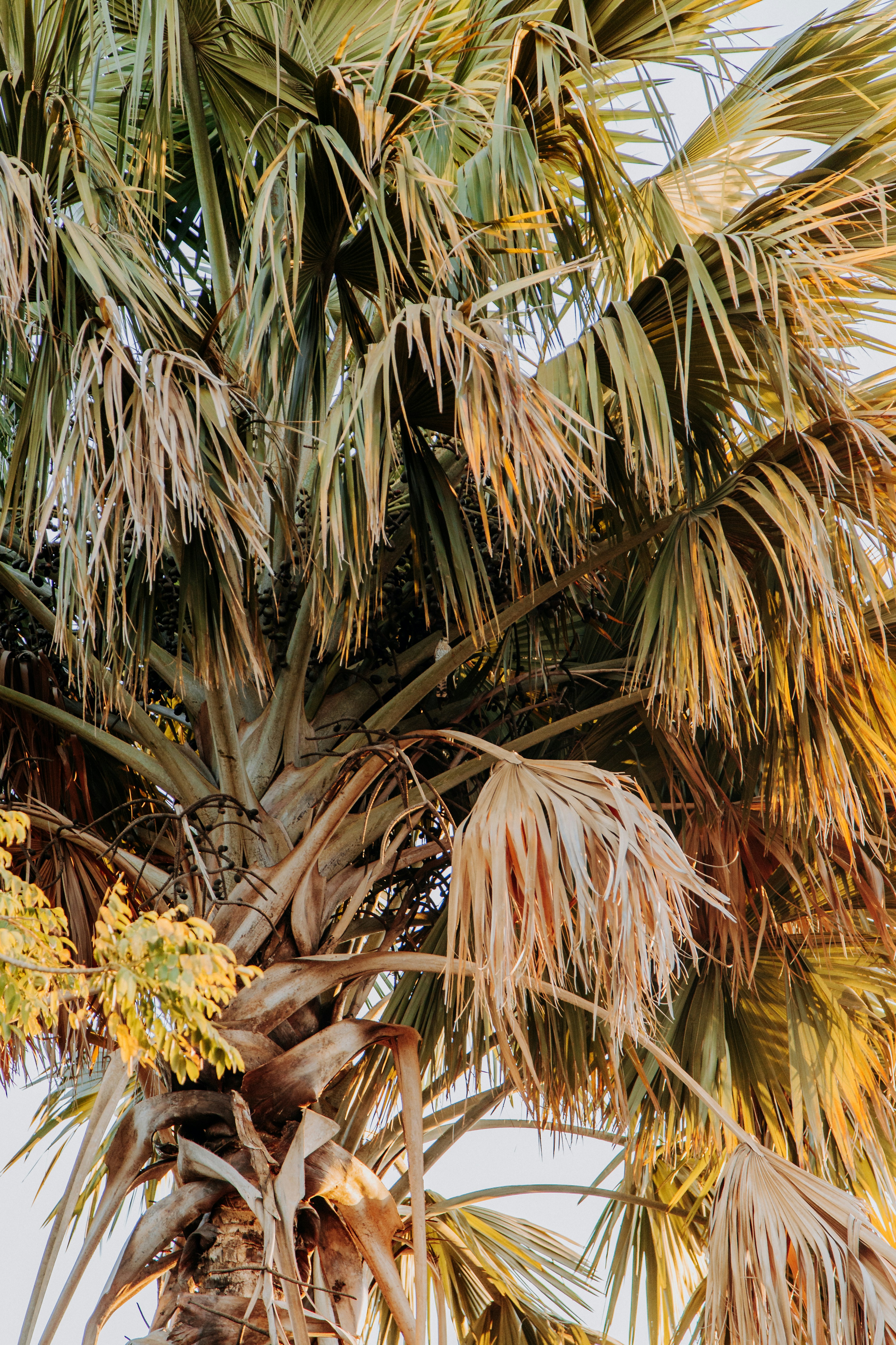 Sunlit Palm Crown: Golden Fronds and a Weathered Trunk