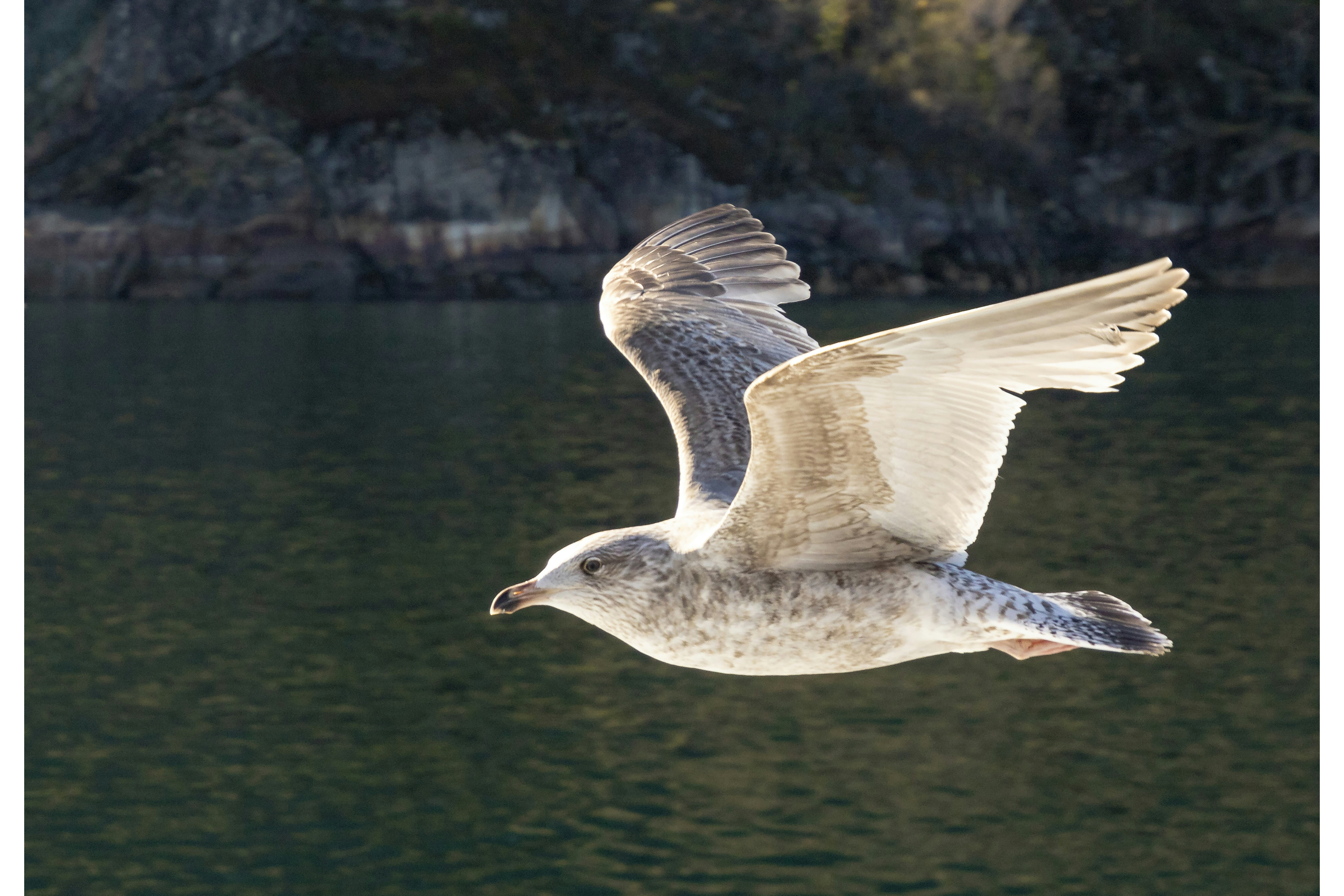 Flight Portrait: Seagull Gliding Above a Calm Coastal Inlet