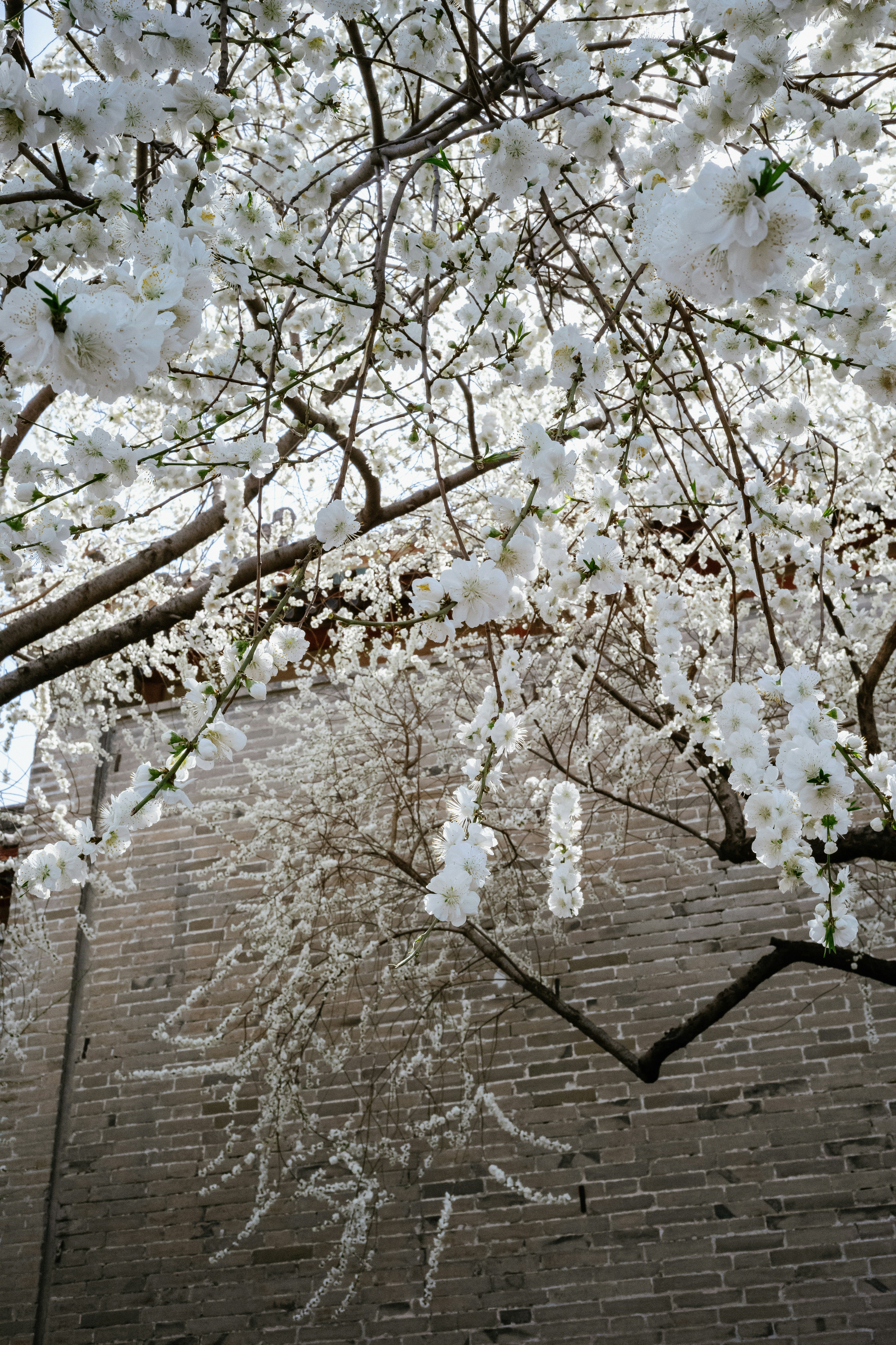 a tree with white flowers in front of a brick wall