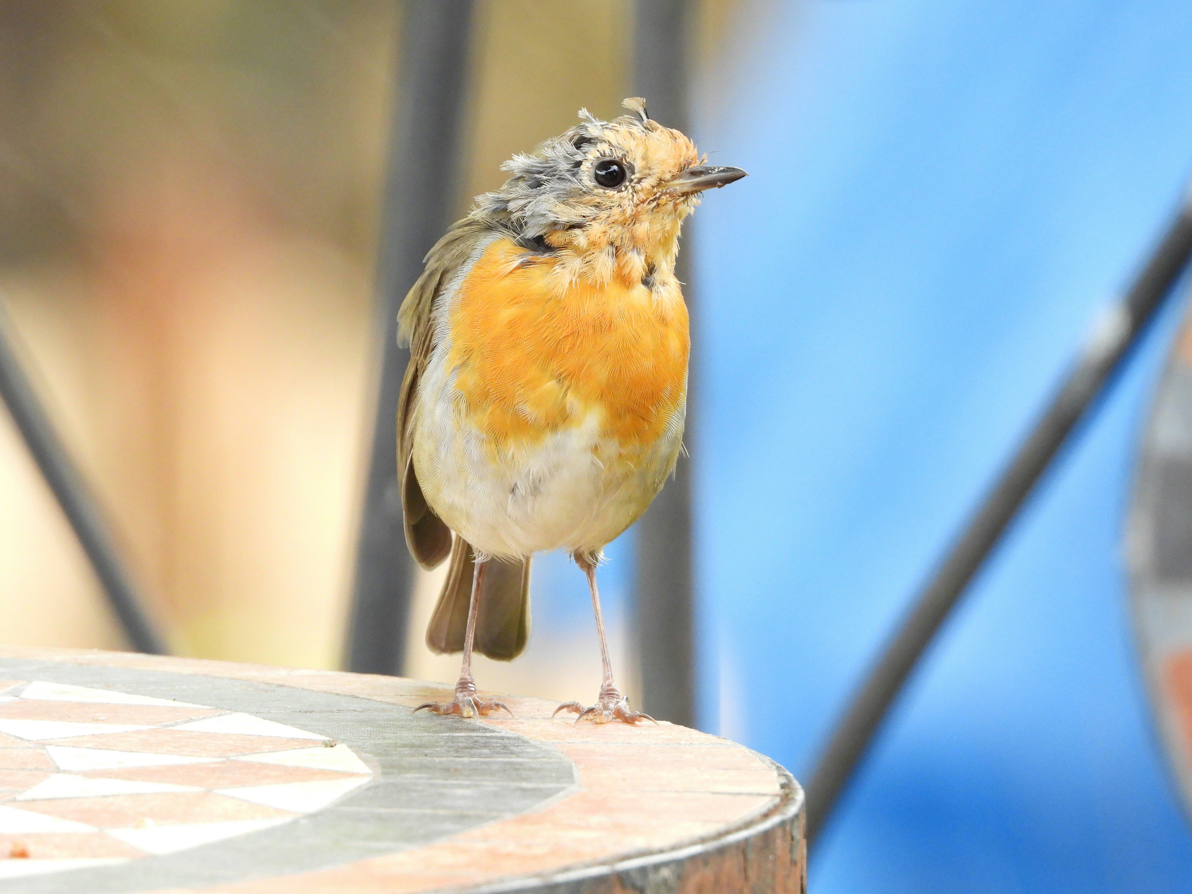 Crimson-chested Robin on a Sunlit Tile Stage