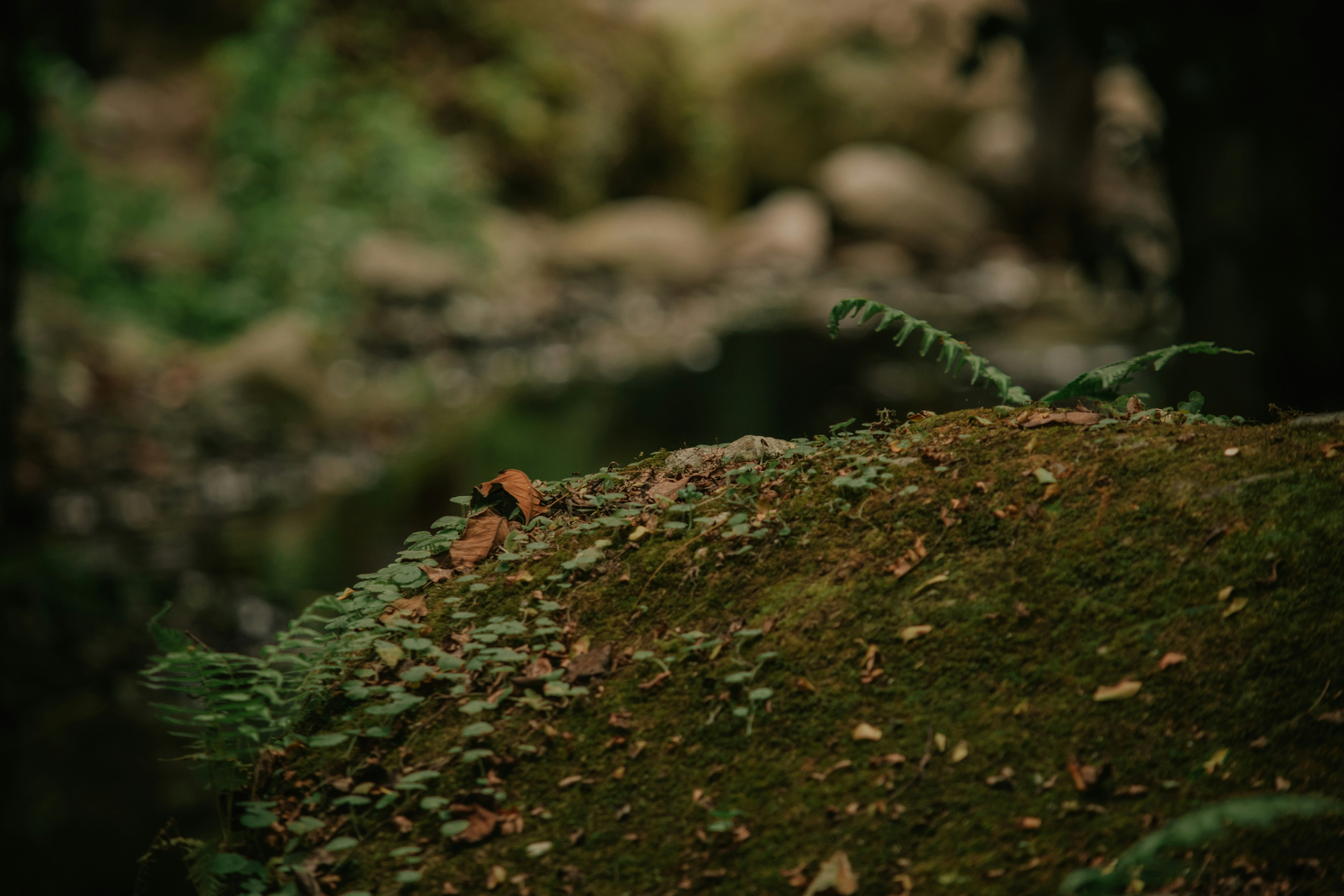 Photo by Utunzaji wa Mazingira with Nikon D3300